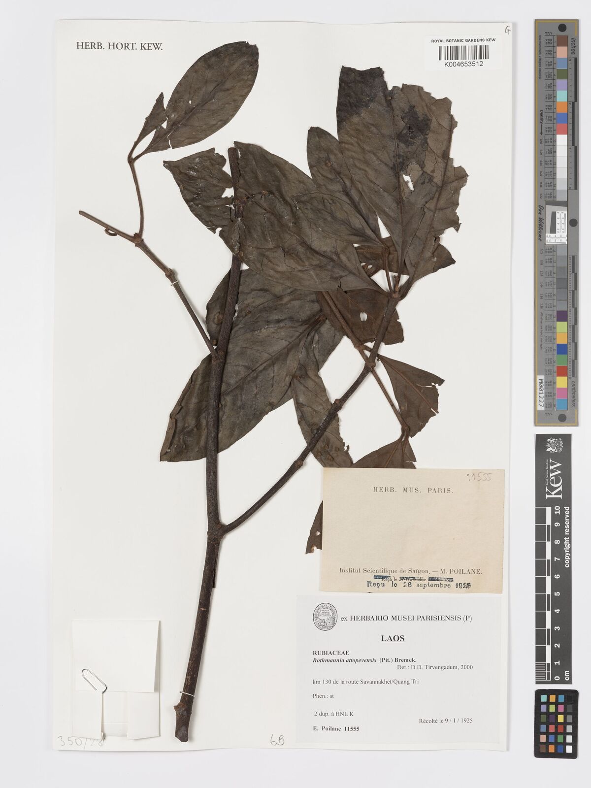 Rothmannia Thunb. | Plants of the World Online | Kew Science