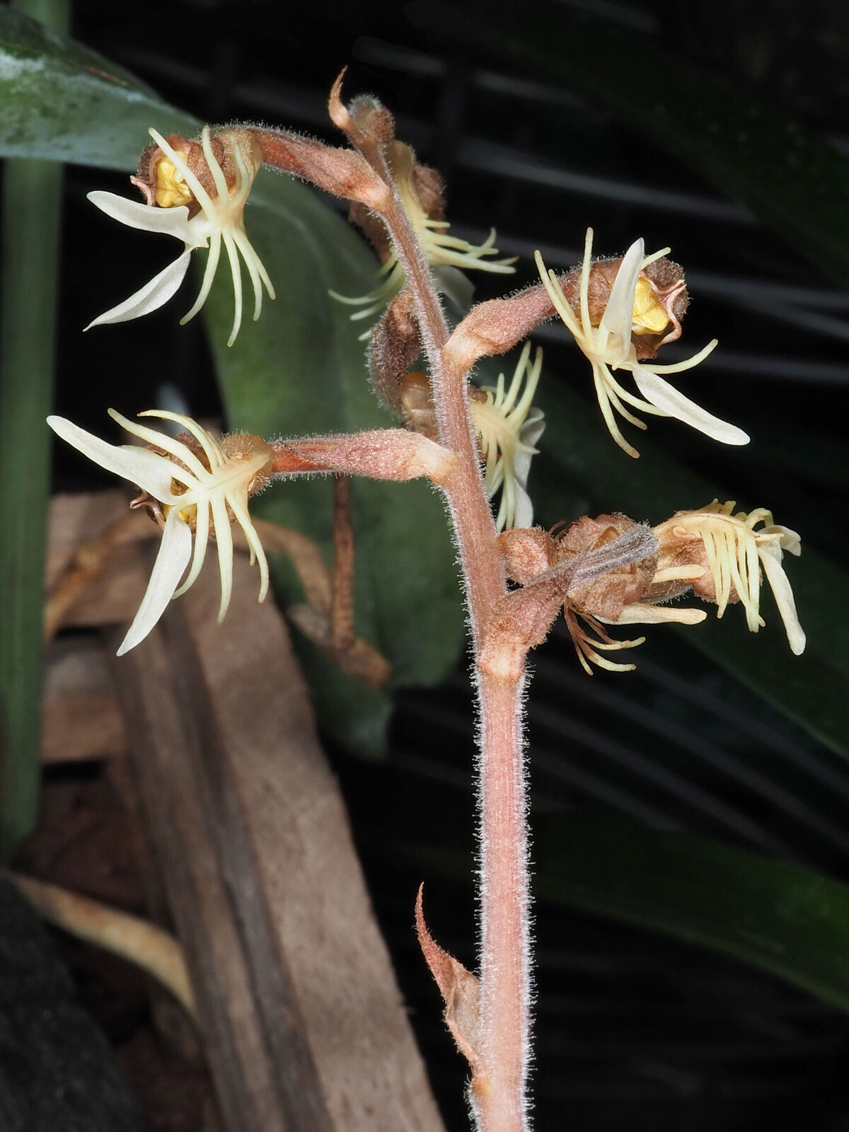 Anoectochilus formosanus Hayata | Plants of the World Online | Kew Science