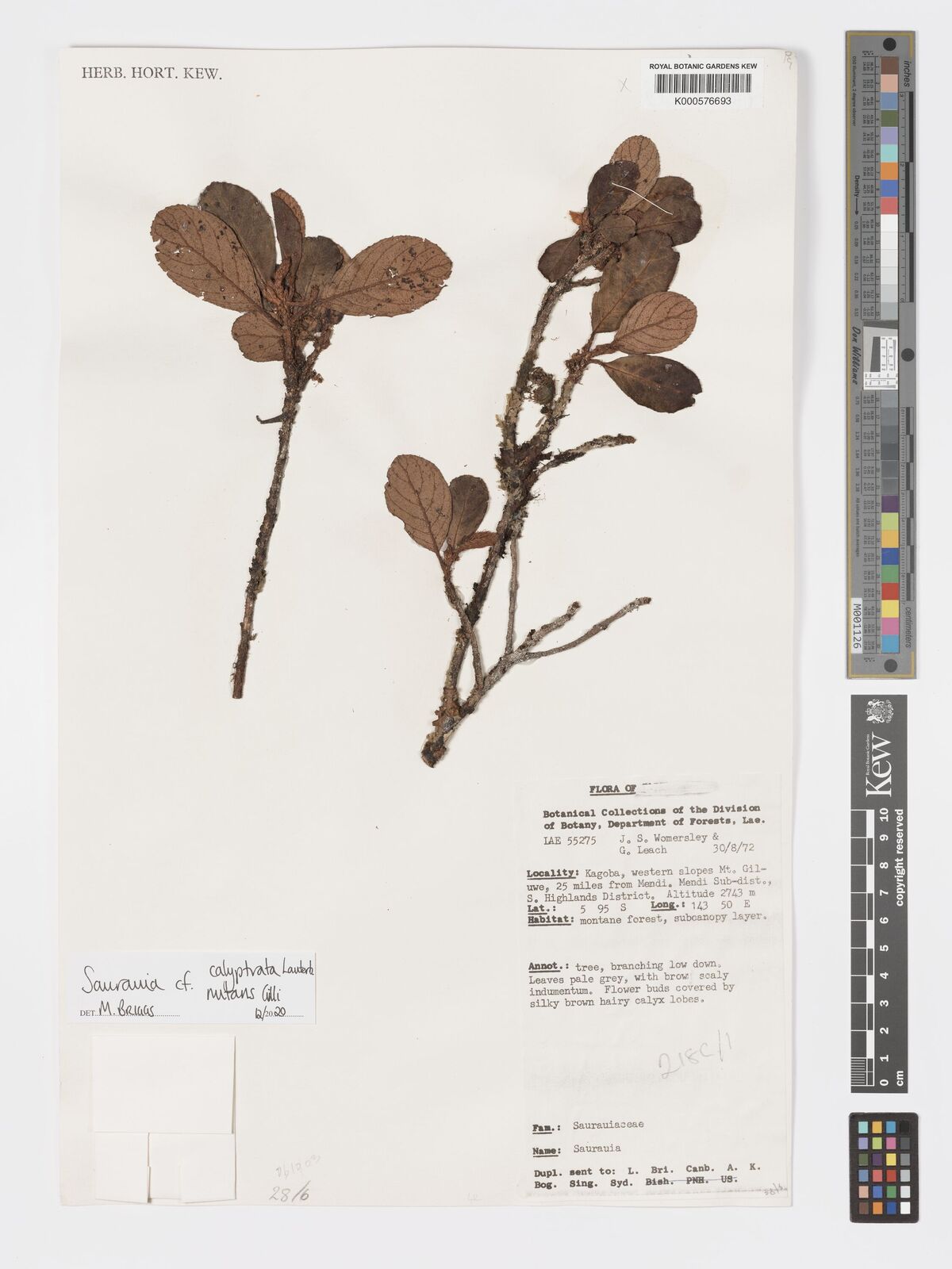 Saurauia calyptrata Lauterb. | Plants of the World Online | Kew Science