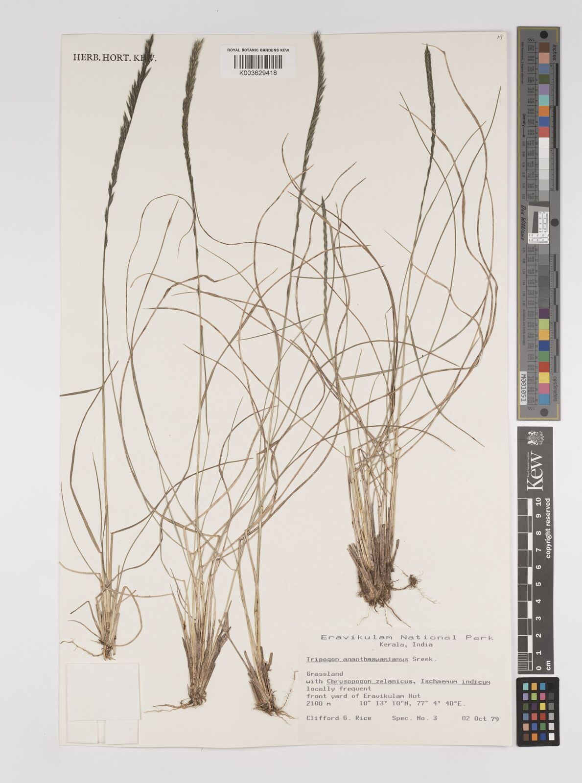 Tripogon bromoides var. anantaswamianus (Sreek., V.J.Nair & N.C.Nair ...