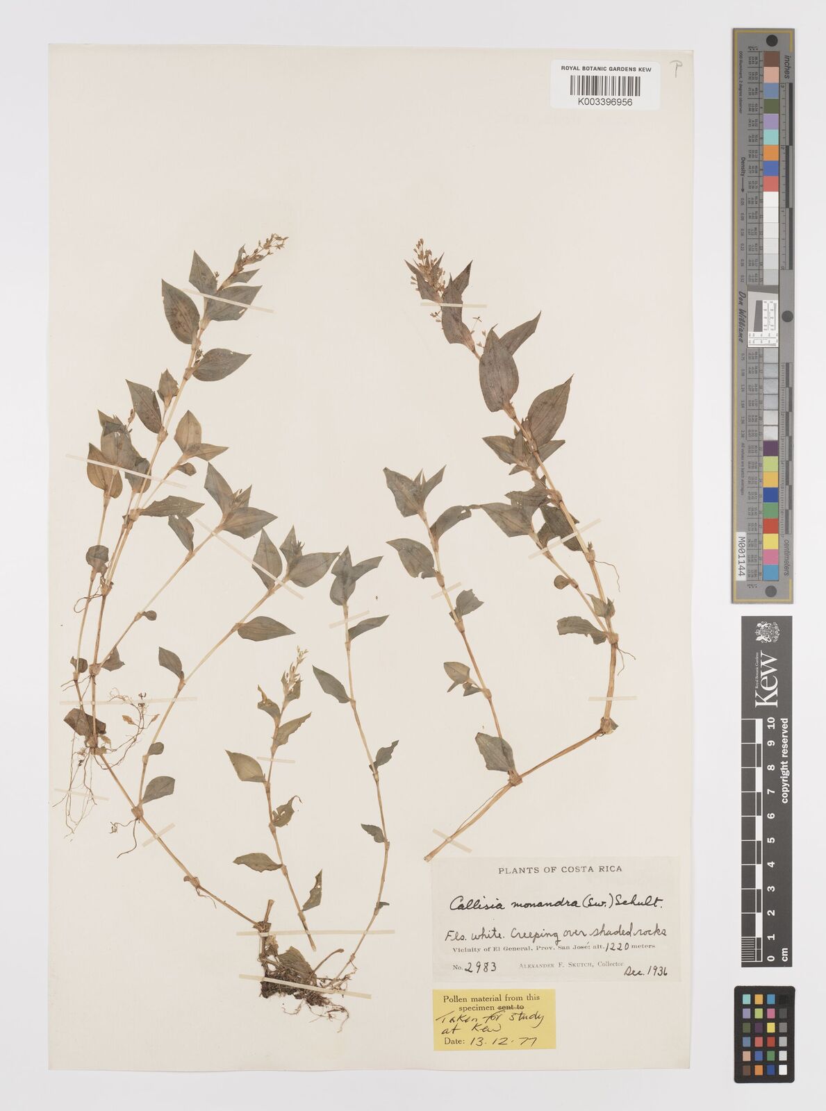 Callisia monandra (Sw.) Schult. & Schult.f. | Plants of the World ...