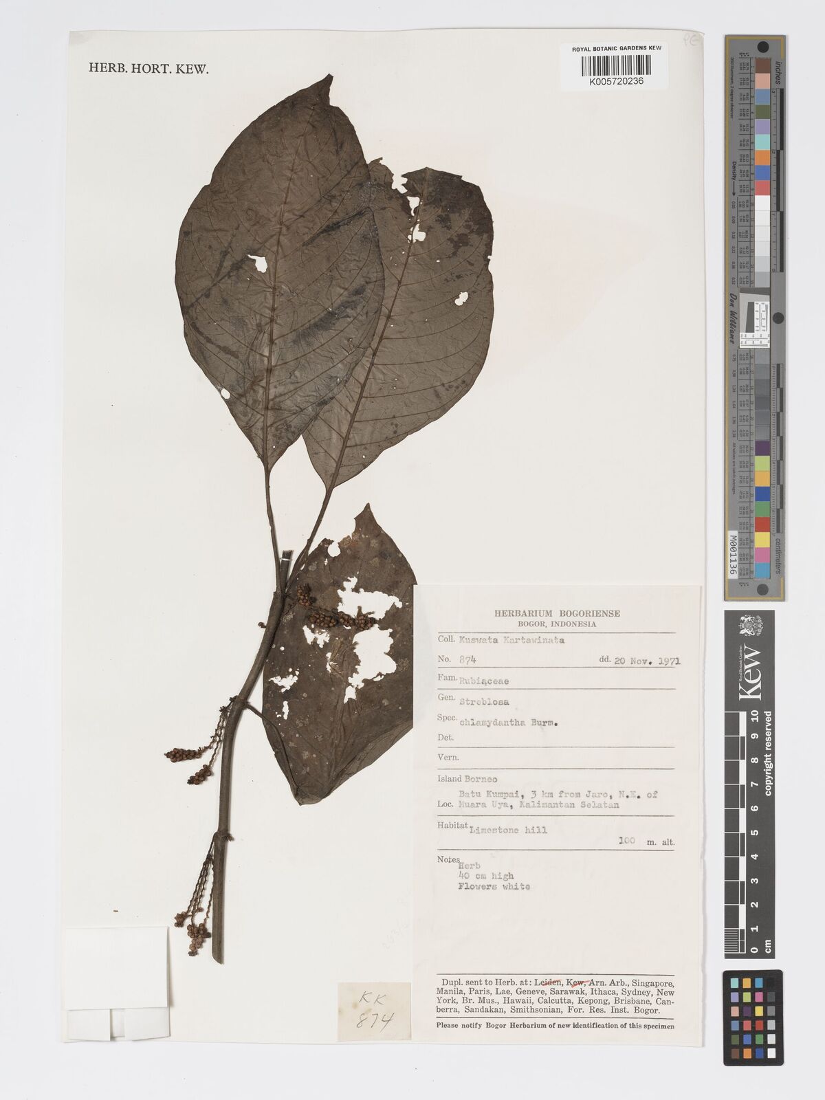 Streblosa chlamydantha Bremek. | Plants of the World Online | Kew Science