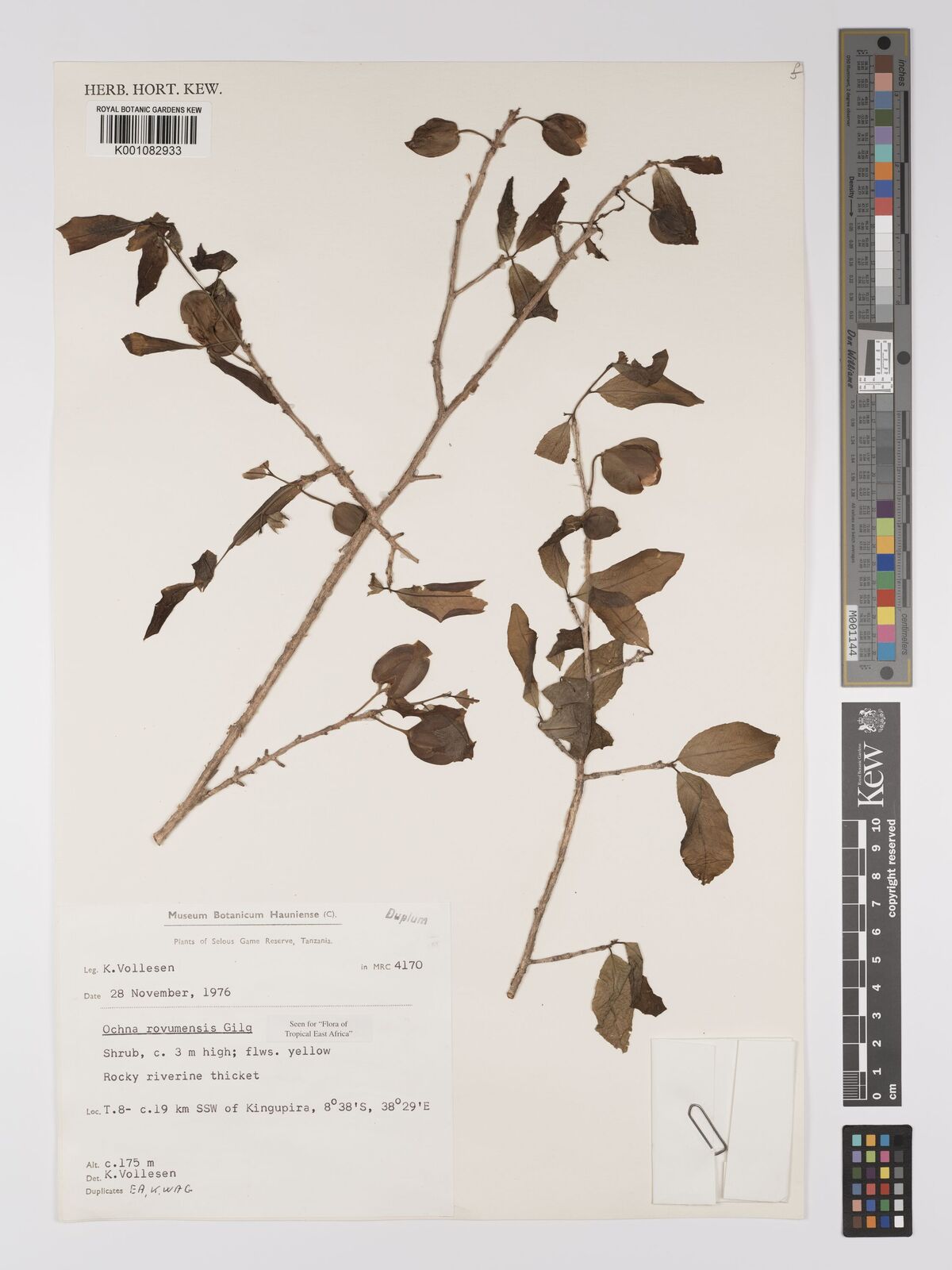 Ochna rovumensis Gilg | Plants of the World Online | Kew Science