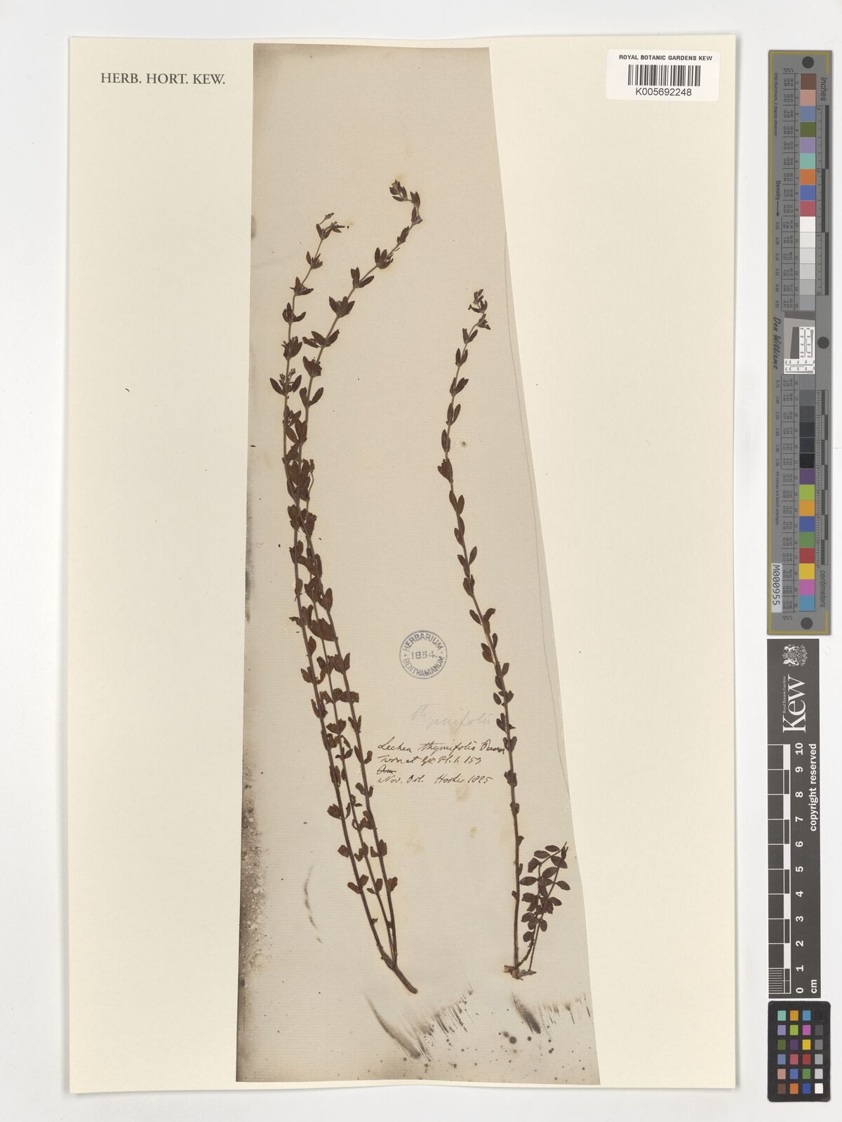 Lechea maritima var. maritima | Plants of the World Online | Kew Science