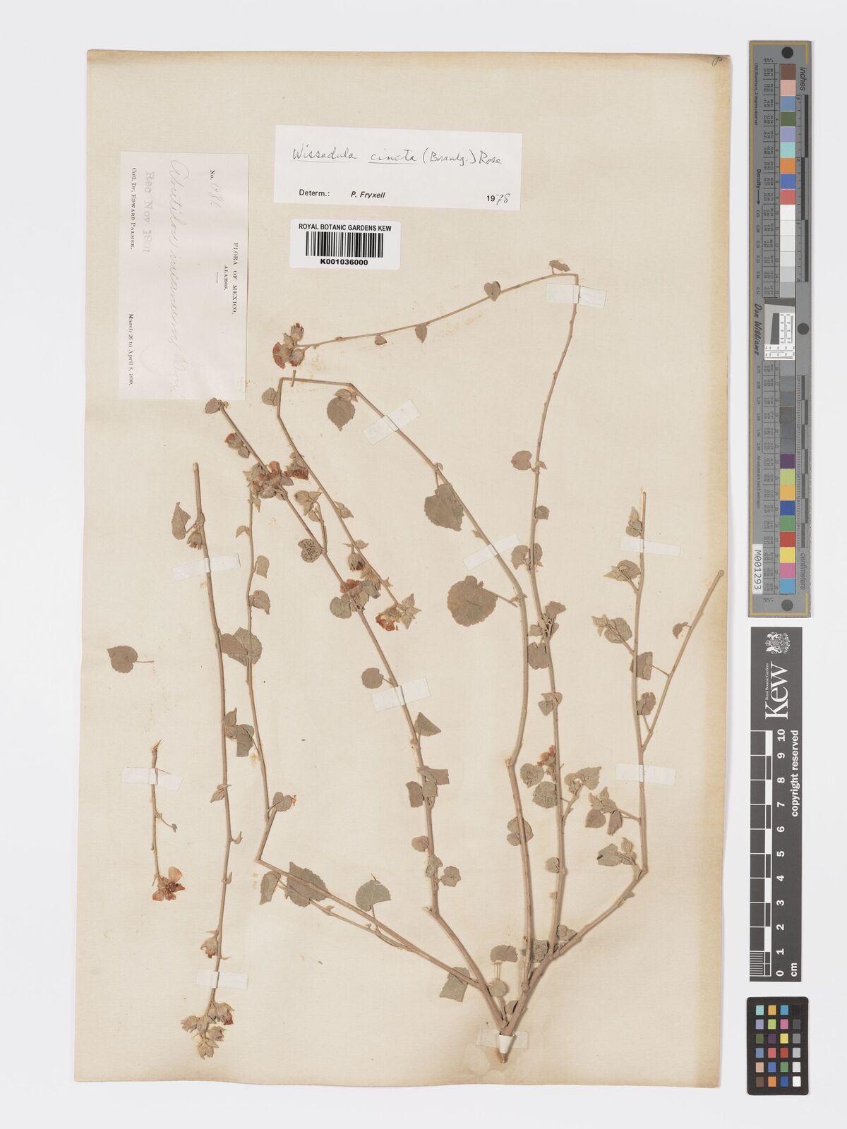 Bastardiastrum cinctum (Brandegee) D.M.Bates | Plants of the World ...