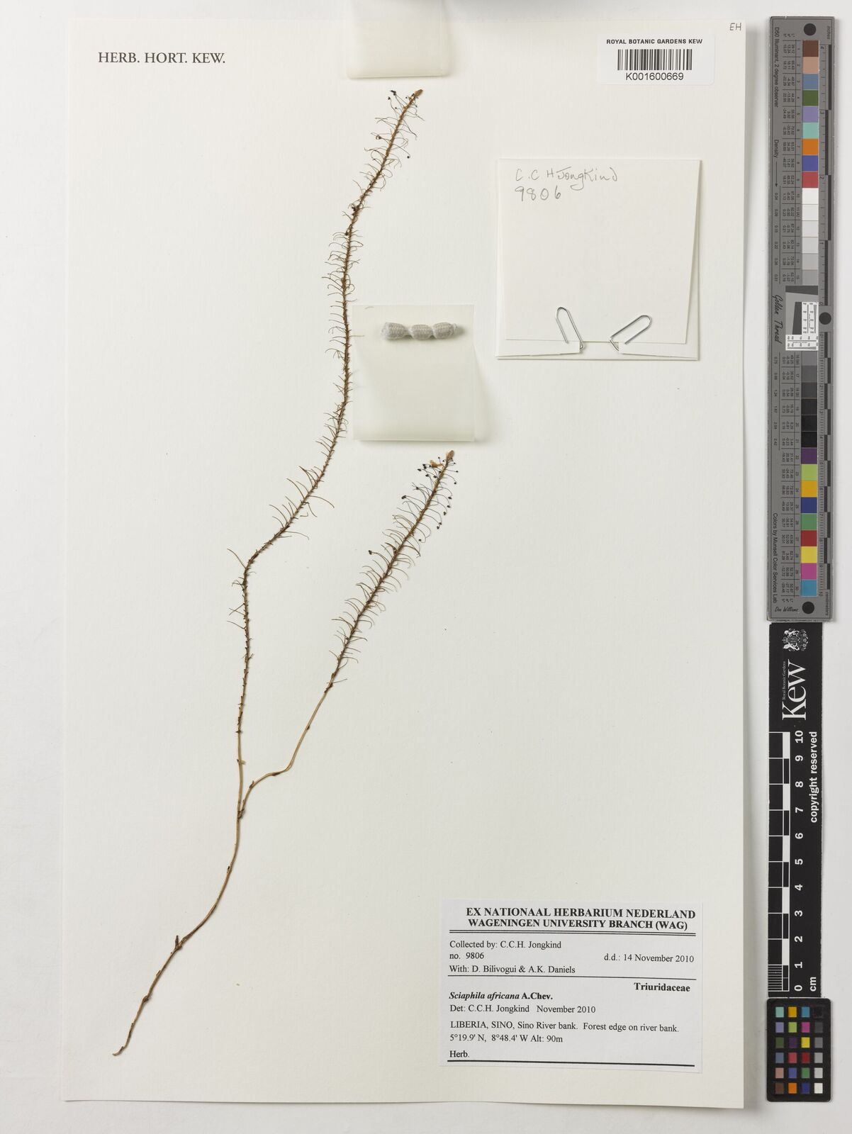 Sciaphila africana A.Chev. | Plants of the World Online | Kew Science