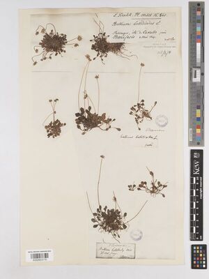Bellium L. | Plants of the World Online | Kew Science