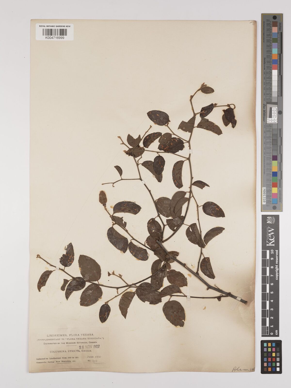 Colubrina stricta Engelm. | Plants of the World Online | Kew Science