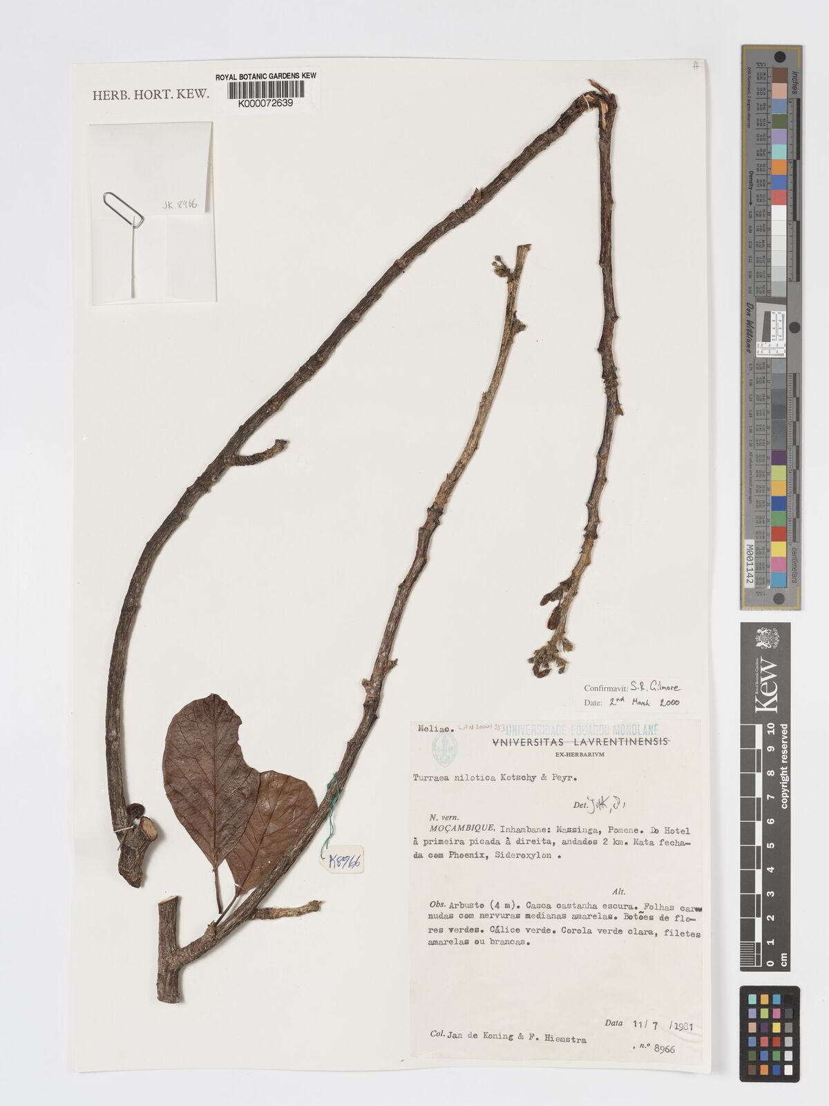 Turraea nilotica Kotschy & Peyr. | Plants of the World Online | Kew Science