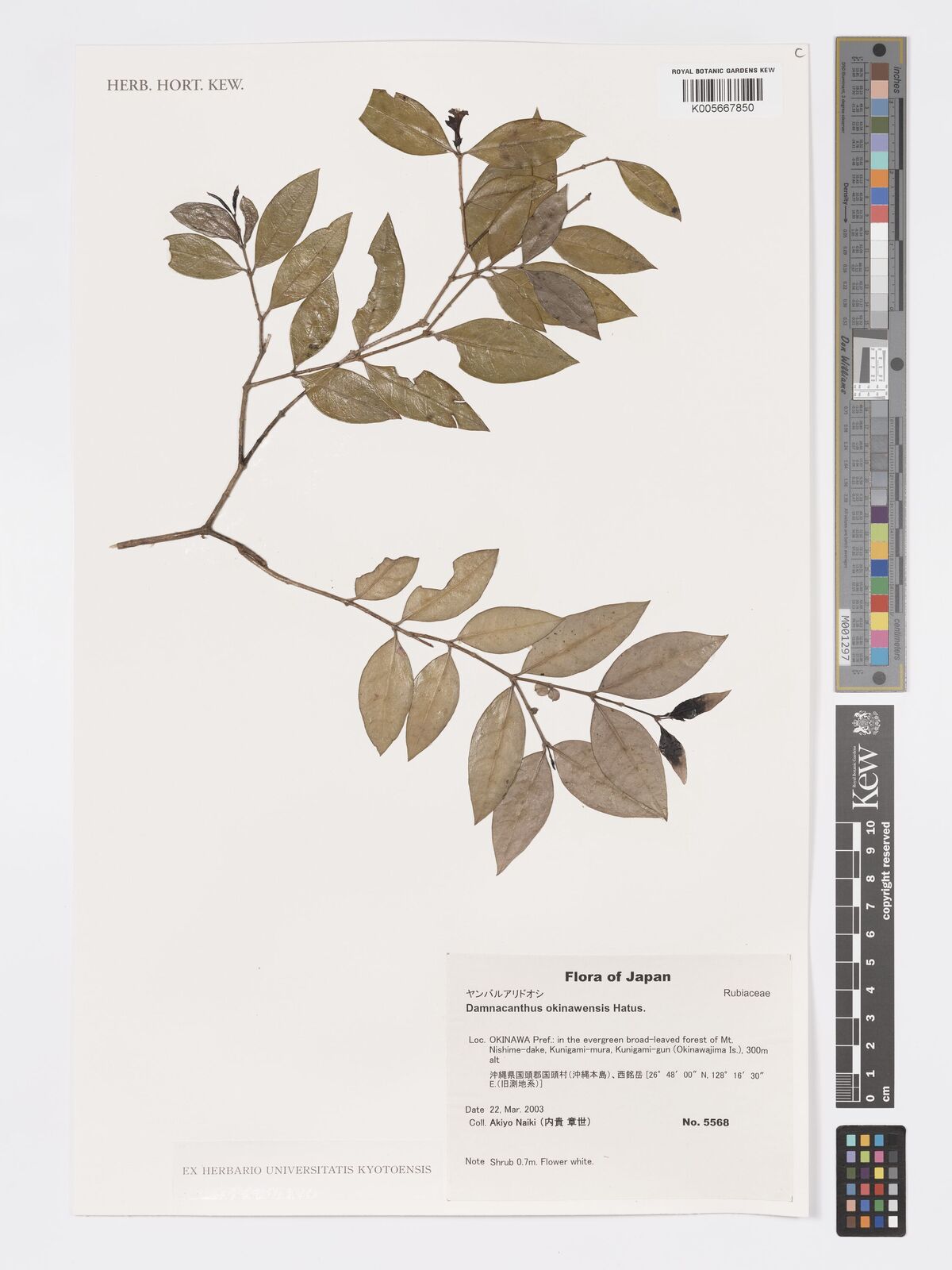 Damnacanthus × okinawensis Hatus. | Plants of the World Online | Kew ...