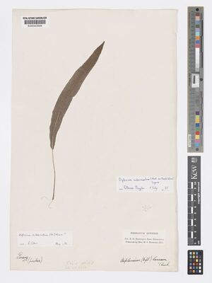 Deparia lancea var. lancea | Plants of the World Online | Kew Science