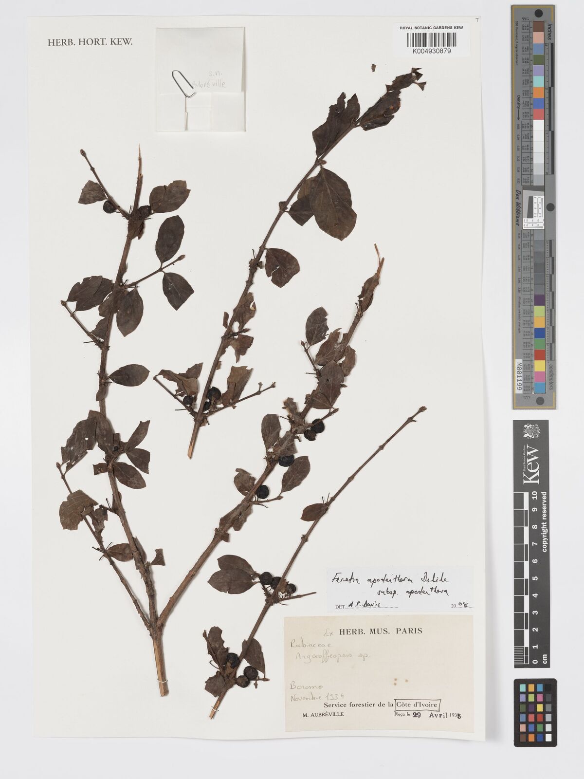 Feretia apodanthera subsp. apodanthera | Plants of the World Online ...