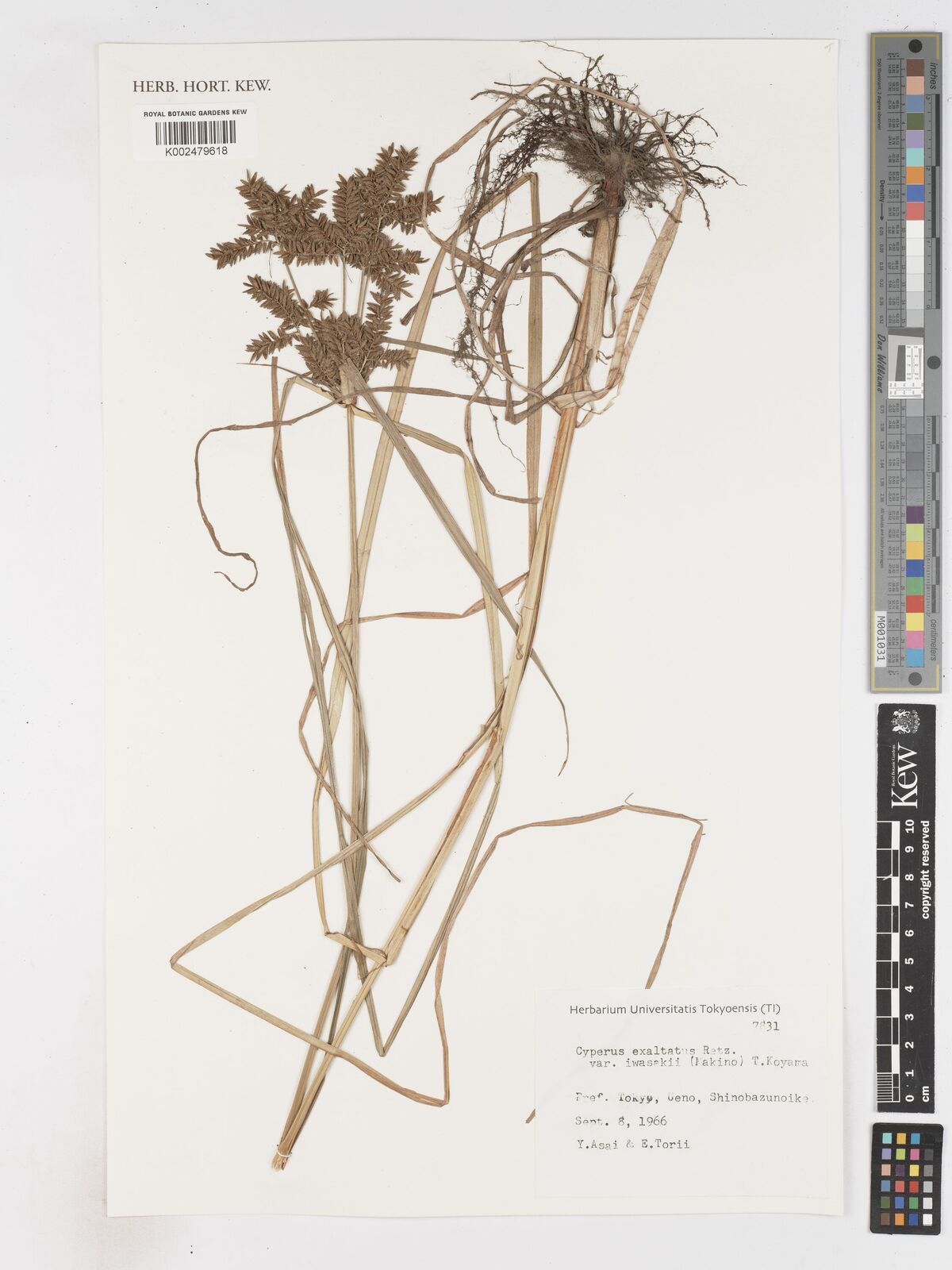 Cyperus exaltatus var. exaltatus | Plants of the World Online | Kew Science