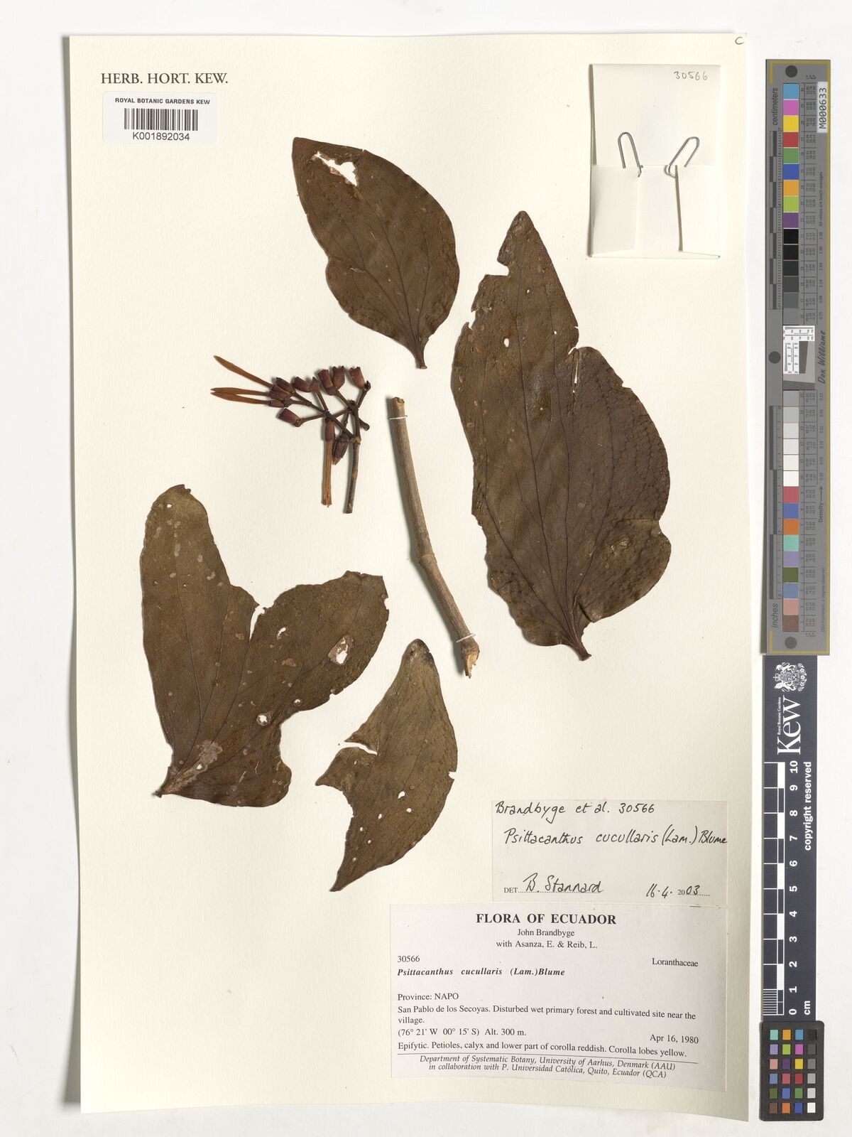 Psittacanthus cucullaris (Lam.) G.Don | Plants of the World Online ...