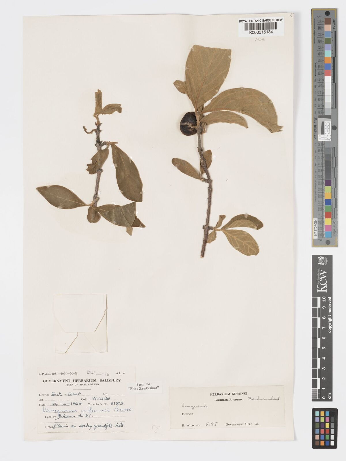 Vangueria infausta subsp. infausta | Plants of the World Online | Kew ...