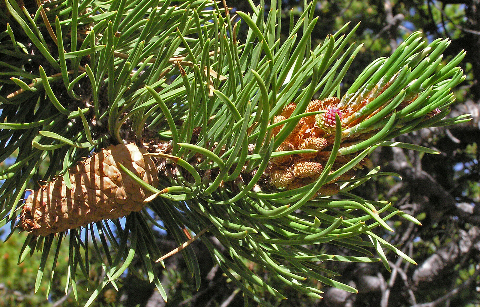 Pinus contorta var. contorta | Plants of the World Online | Kew Science