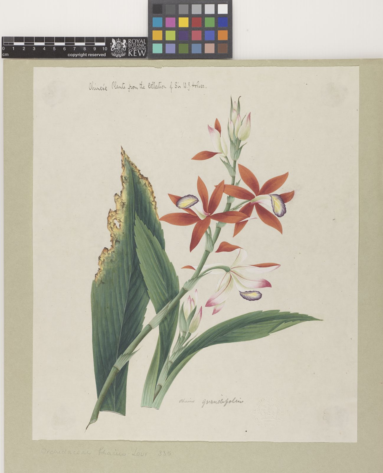 Calanthe tankervilleae var. tankervilleae | Plants of the World Online ...