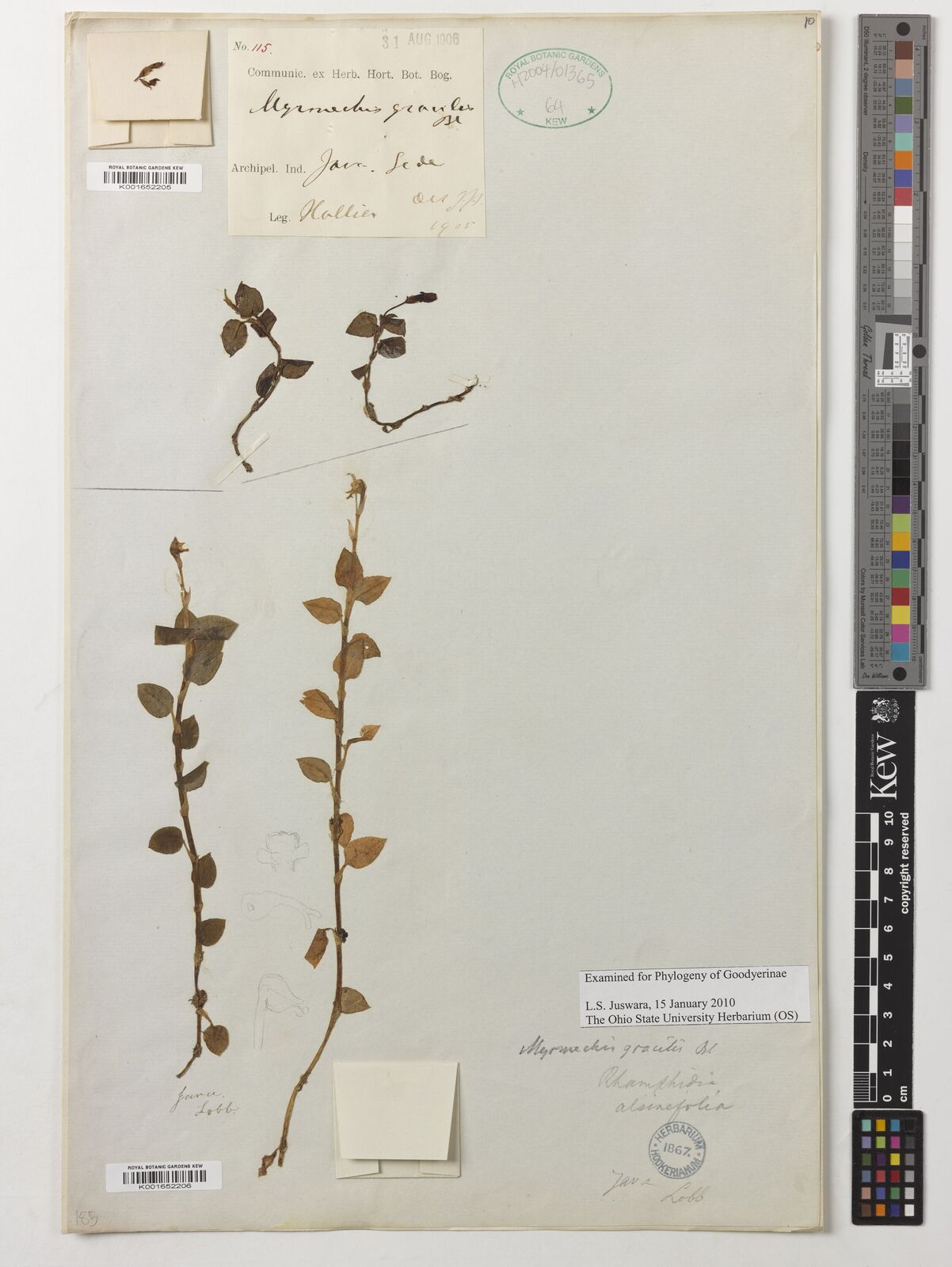Odontochilus gracilis (Blume) T.Yukawa | Plants of the World Online ...