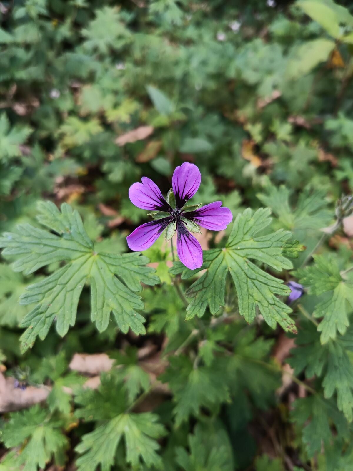 Geranium procurrens Yeo | Plants of the World Online | Kew Science