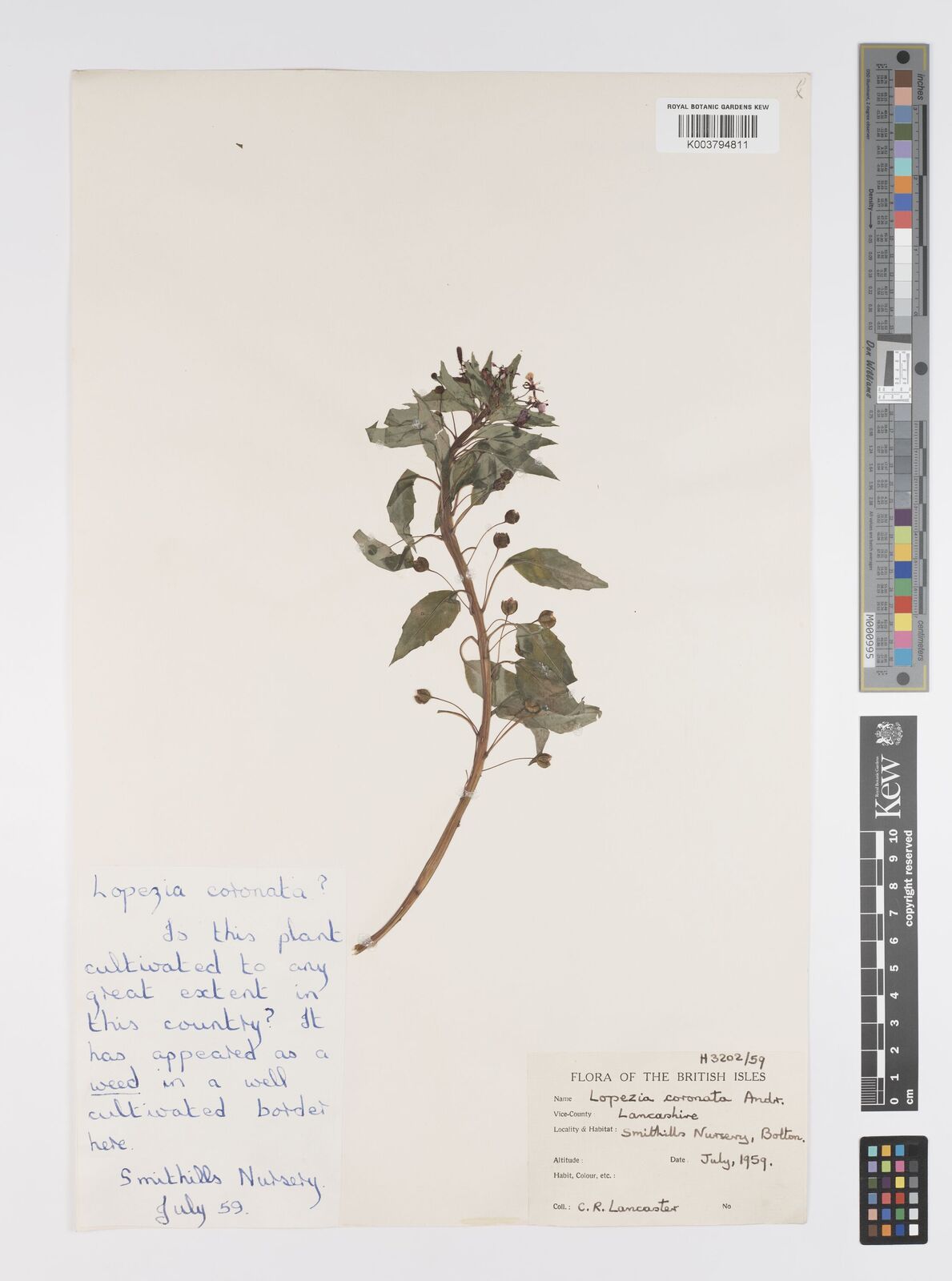 Lopezia racemosa subsp. racemosa | Plants of the World Online | Kew Science