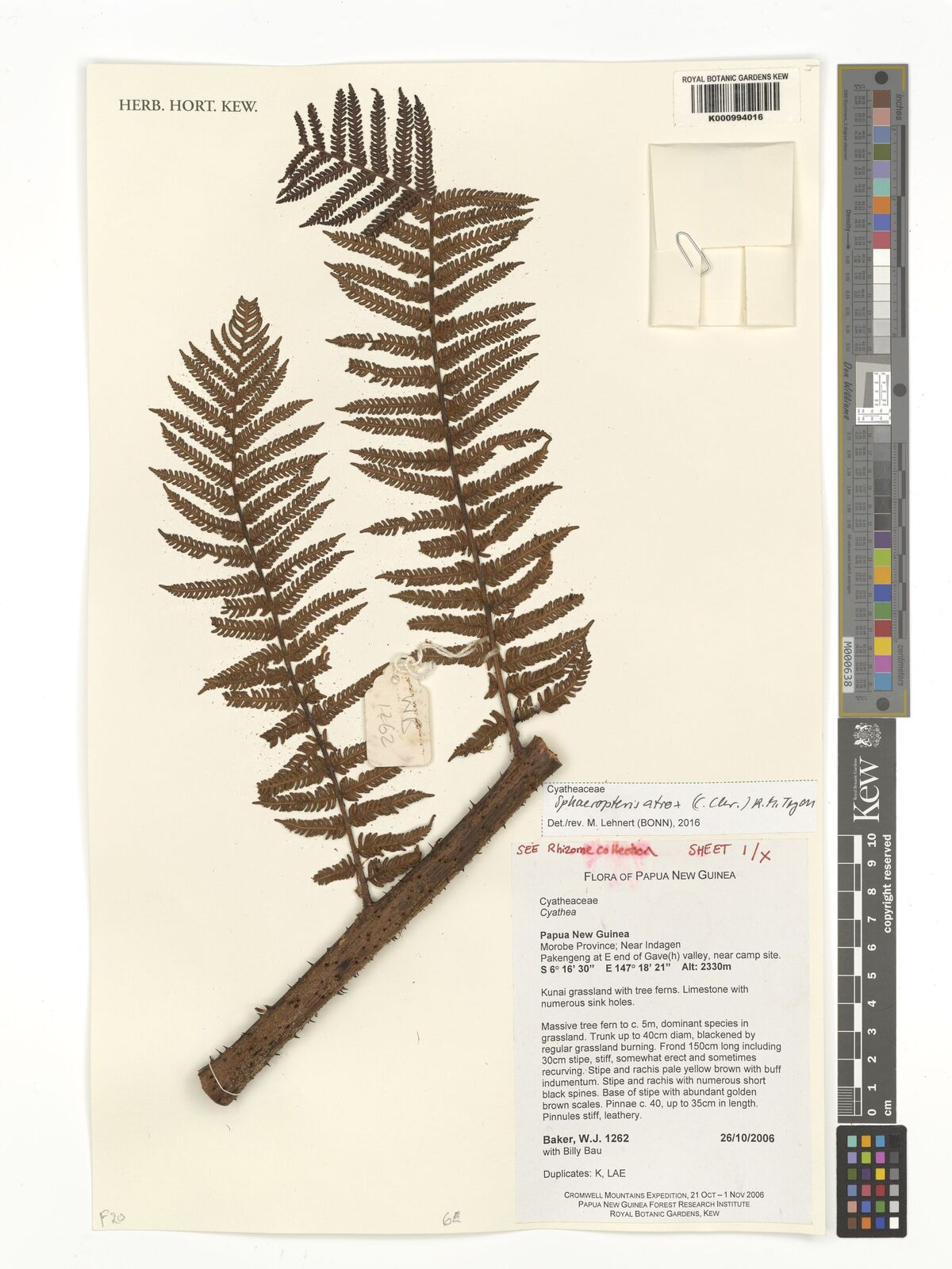 Sphaeropteris atrox (C.Chr.) R.M.Tryon | Plants of the World Online ...