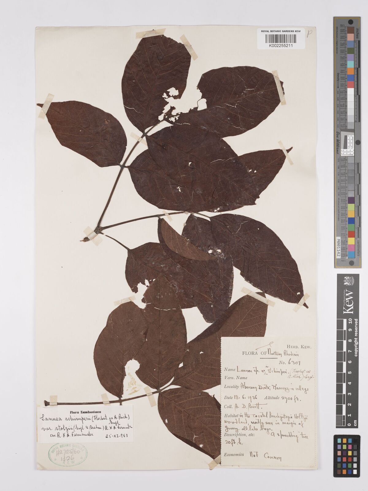 Lannea schimperi (Hochst. ex A.Rich.) Engl. | Plants of the World ...