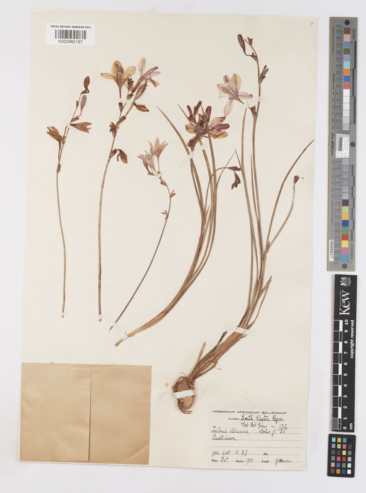 Tritonia bakeri subsp. lilacina (L.Bolus) M.P.de Vos | Plants of the ...