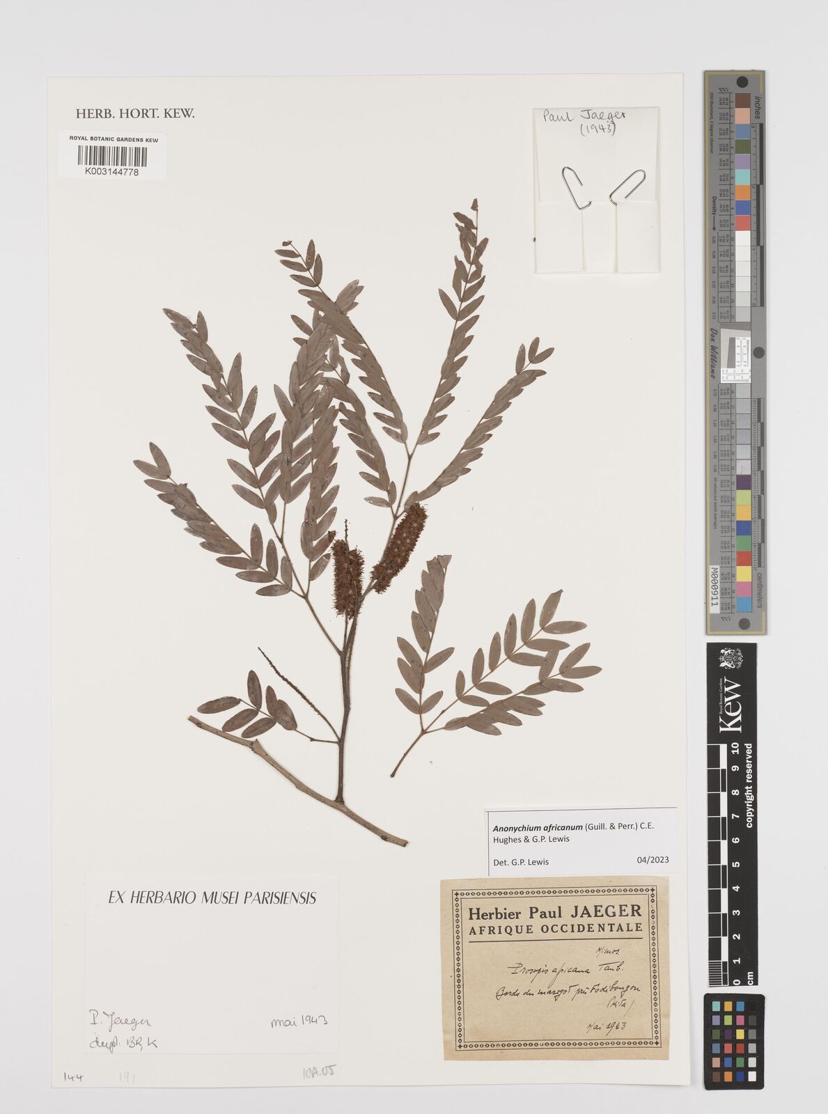 Anonychium Schweinf. | Plants of the World Online | Kew Science
