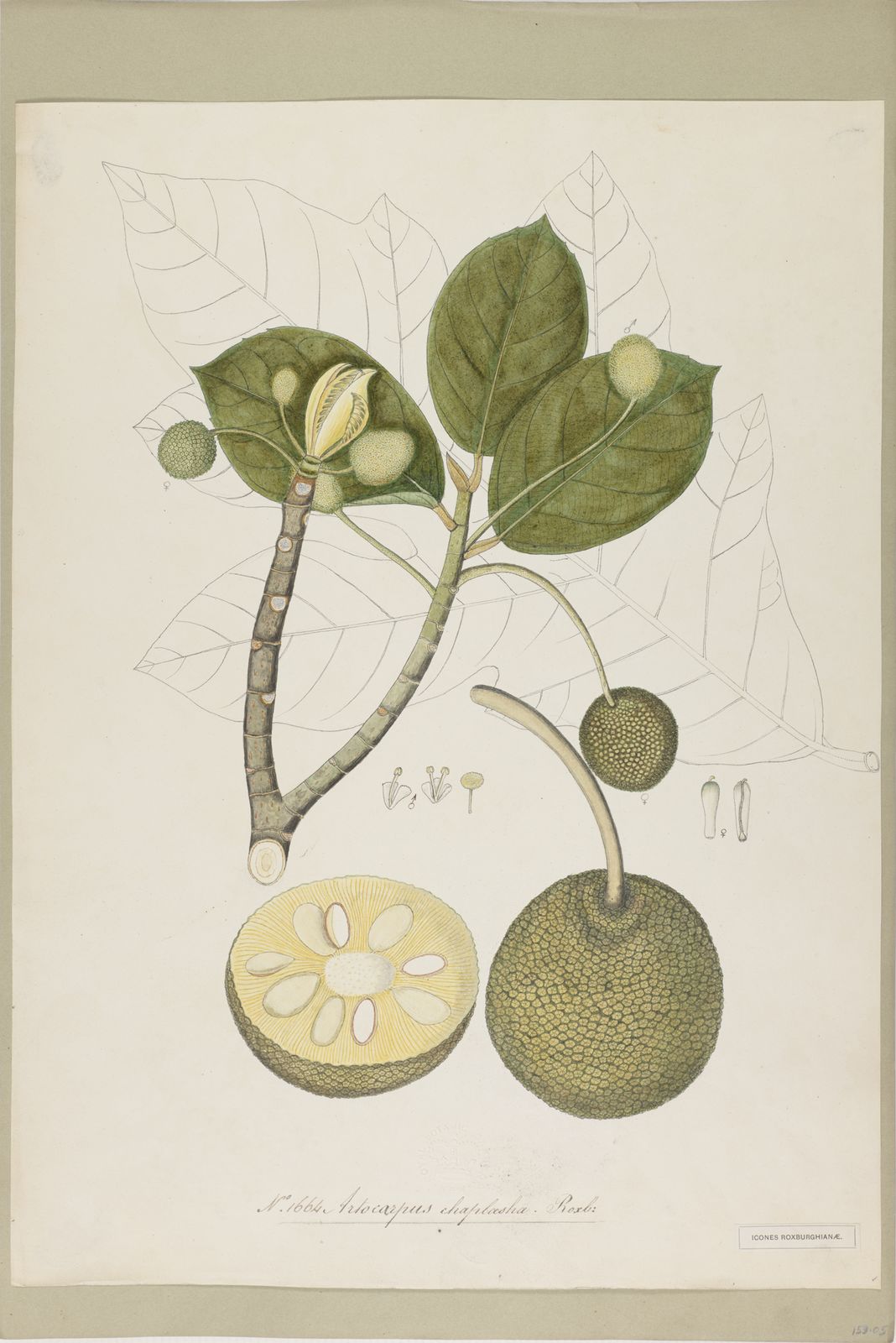 Artocarpus chama Buch.-Ham. | Plants of the World Online | Kew Science