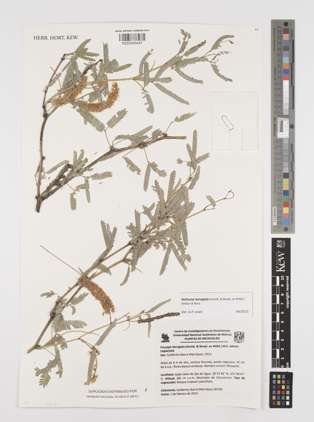 Neltuma laevigata (Humb. & Bonpl. ex Willd.) Britton & Rose | Plants of ...