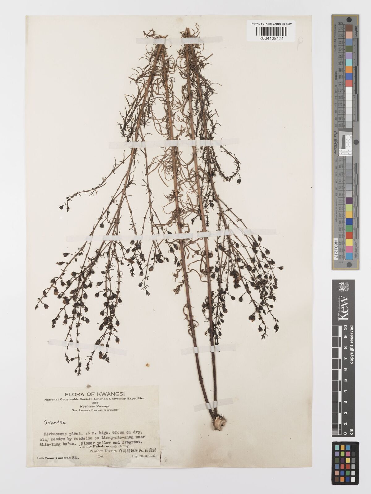 Alectra avensis (Benth.) Merr. | Plants of the World Online | Kew Science