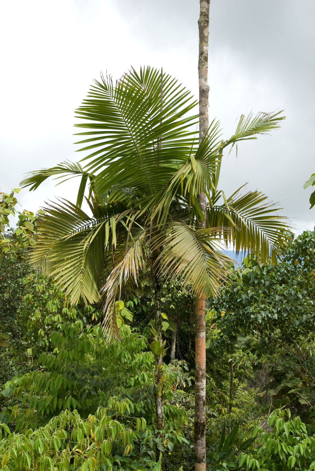 Calyptrocalyx albertisianus Becc. | Plants of the World Online | Kew ...
