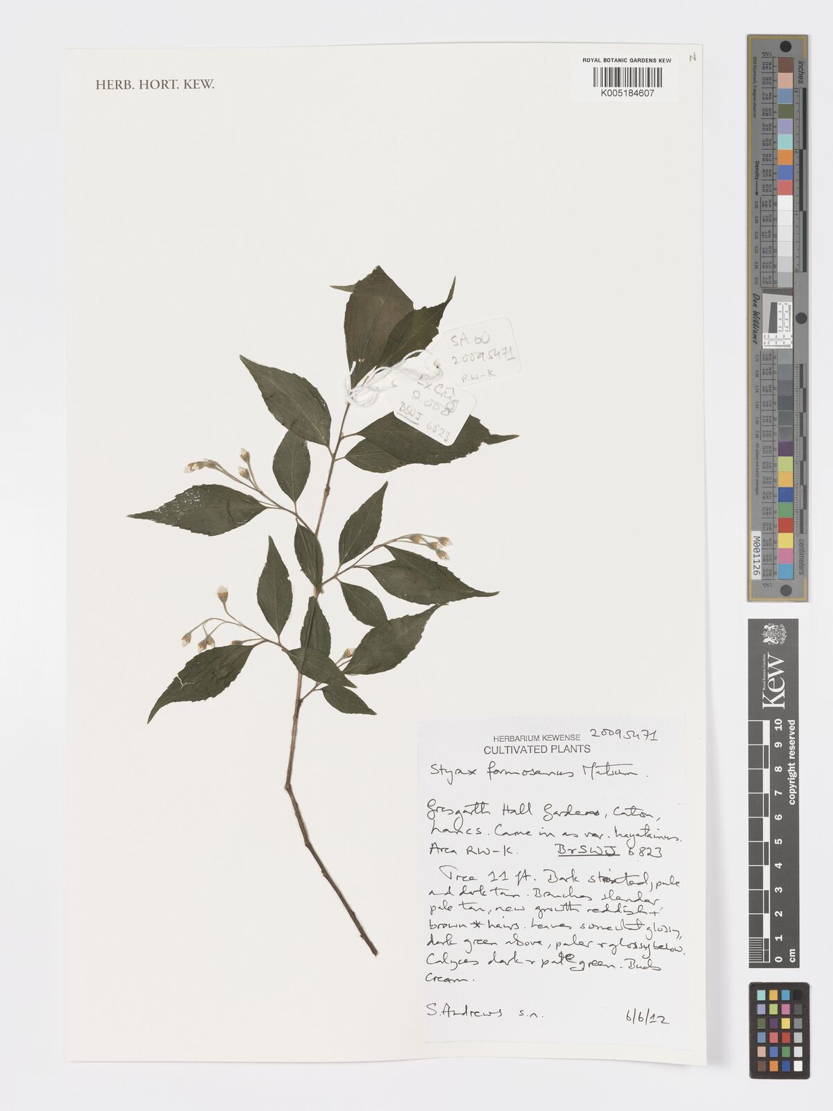 Styrax formosanus var. formosanus | Plants of the World Online | Kew ...