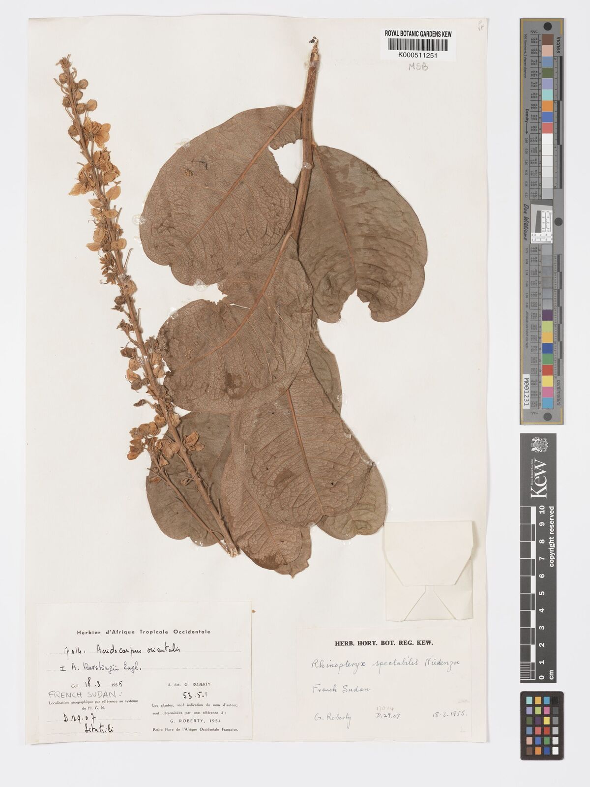 Acridocarpus spectabilis (Nied.) Doorn-Hoekm. | Plants of the World ...