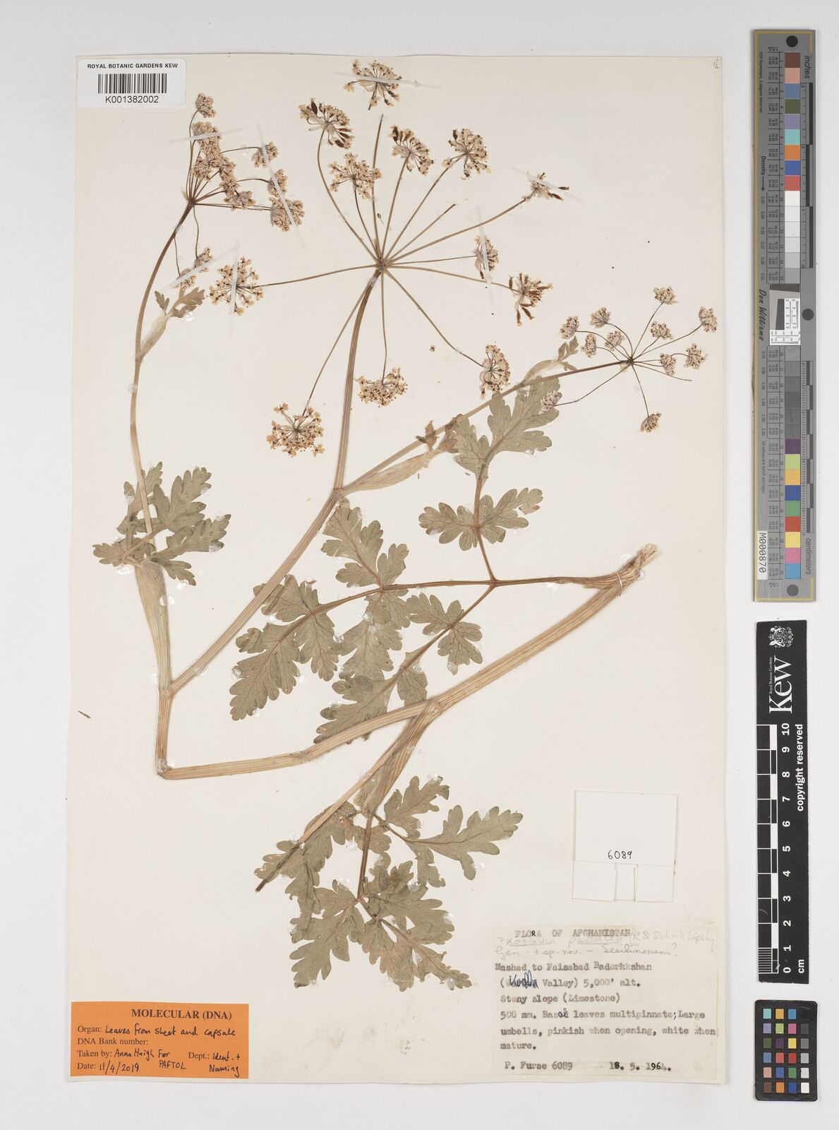 Kozlovia paleacea (Regel & Schmalh.) Lipsky | Plants of the World ...