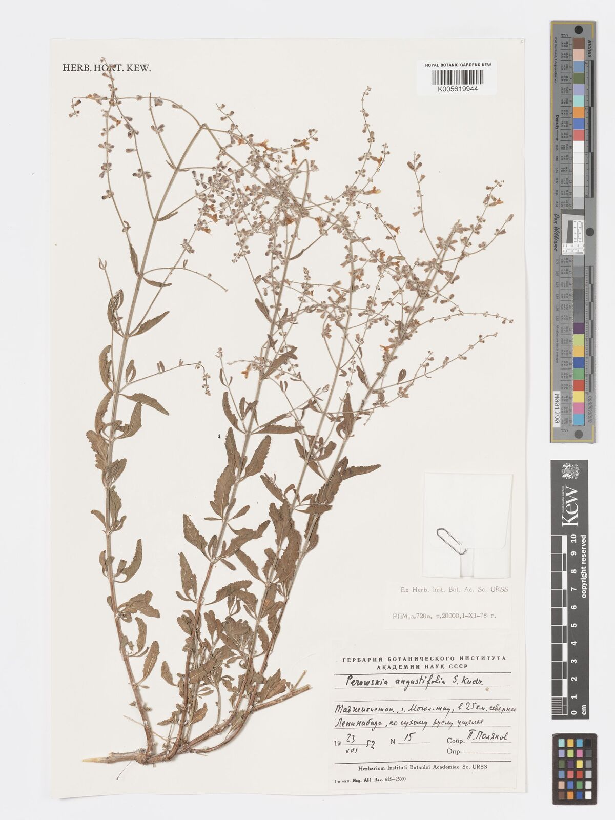 Salvia karelinii J.B.Walker | Plants of the World Online | Kew Science