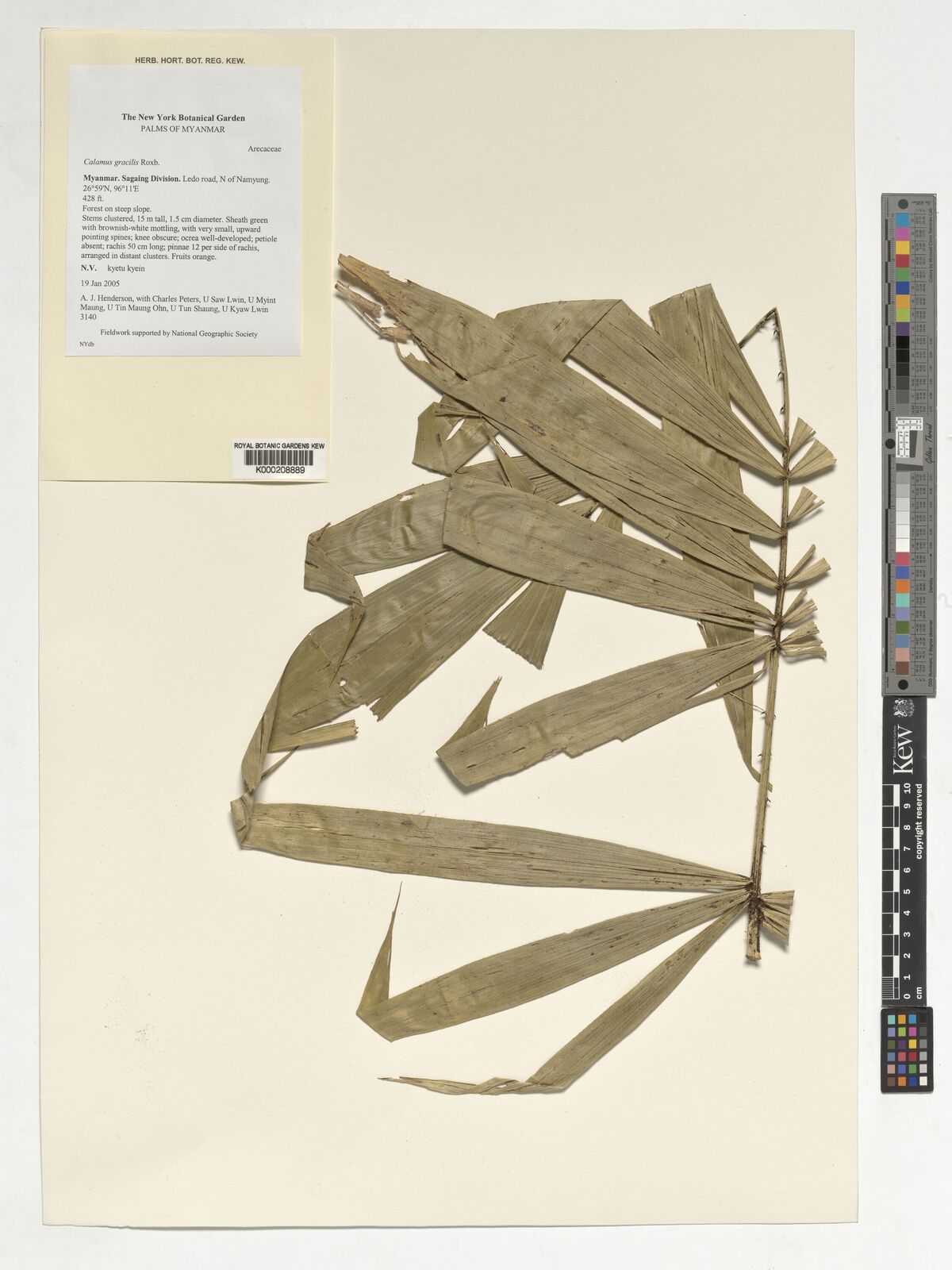 Calamus gracilis Roxb. | Plants of the World Online | Kew Science