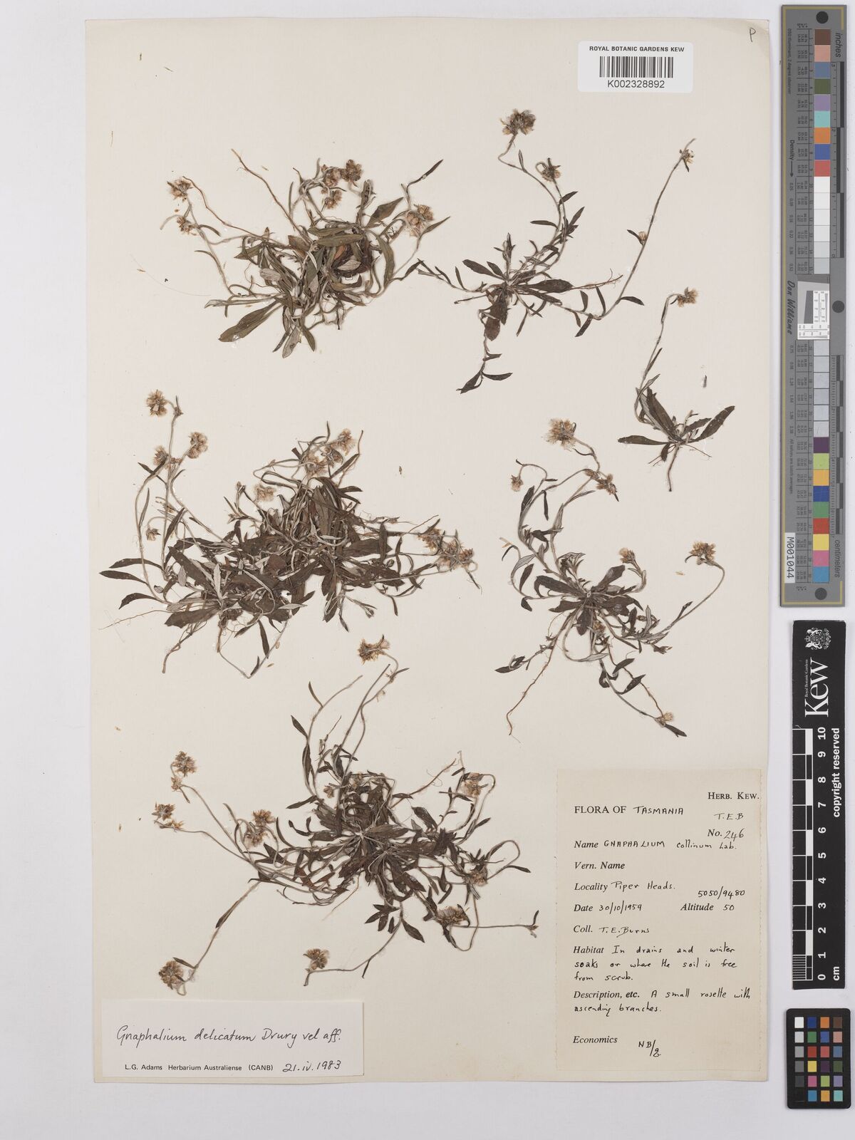 Euchiton delicatus (D.G.Drury) Holub | Plants of the World Online | Kew ...