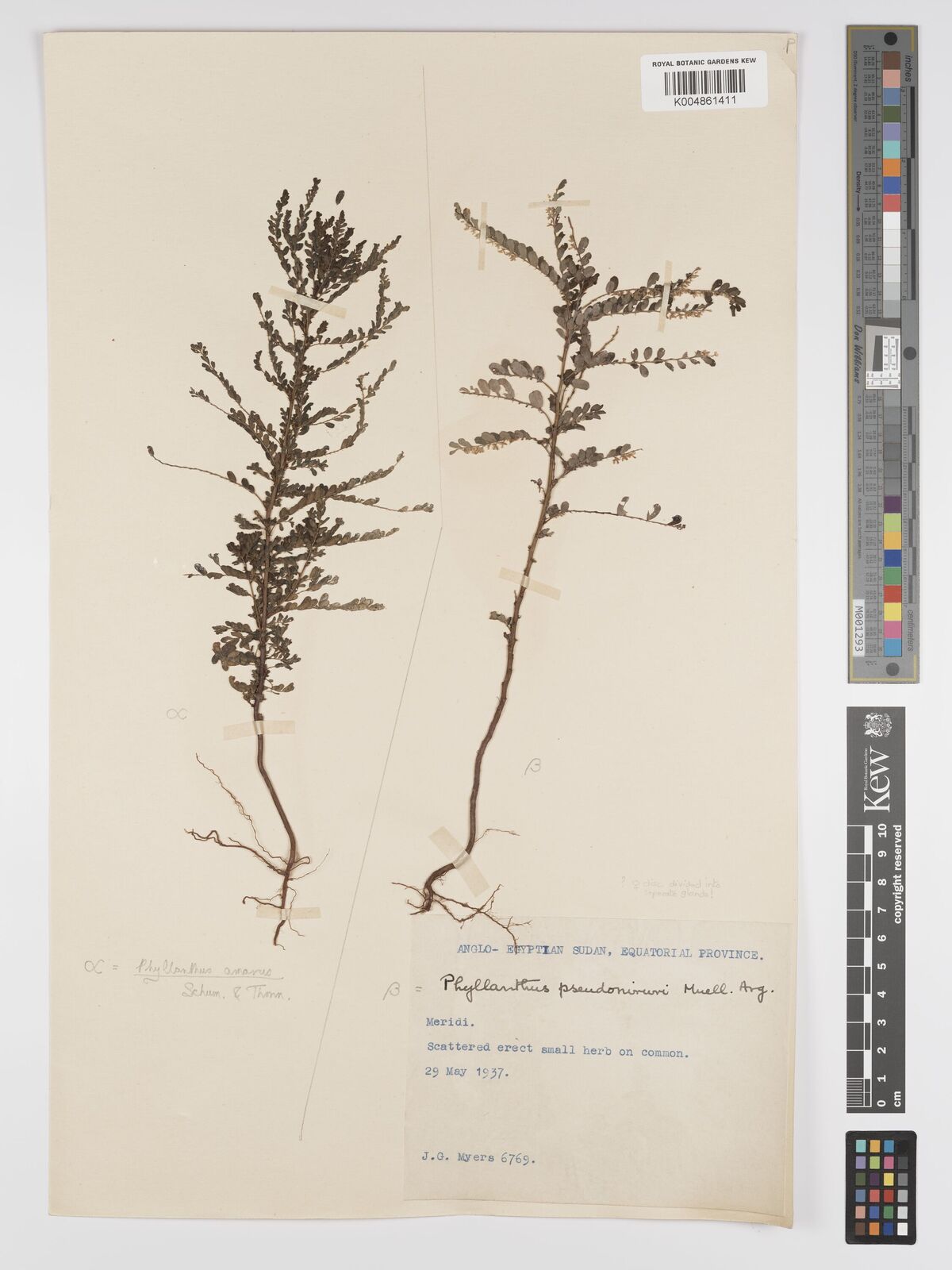 Phyllanthus pseudoniruri Müll.Arg. | Plants of the World Online | Kew ...