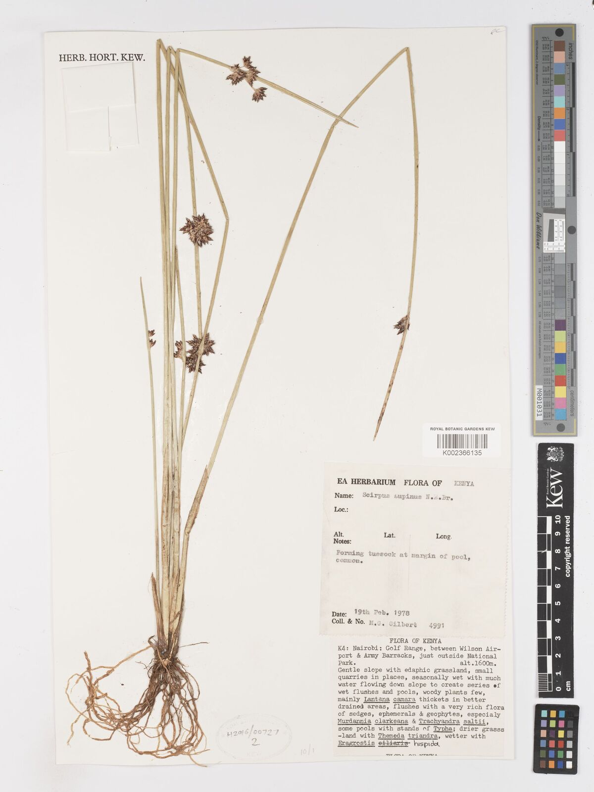 Schoenoplectiella supina (L.) Lye | Plants of the World Online | Kew ...