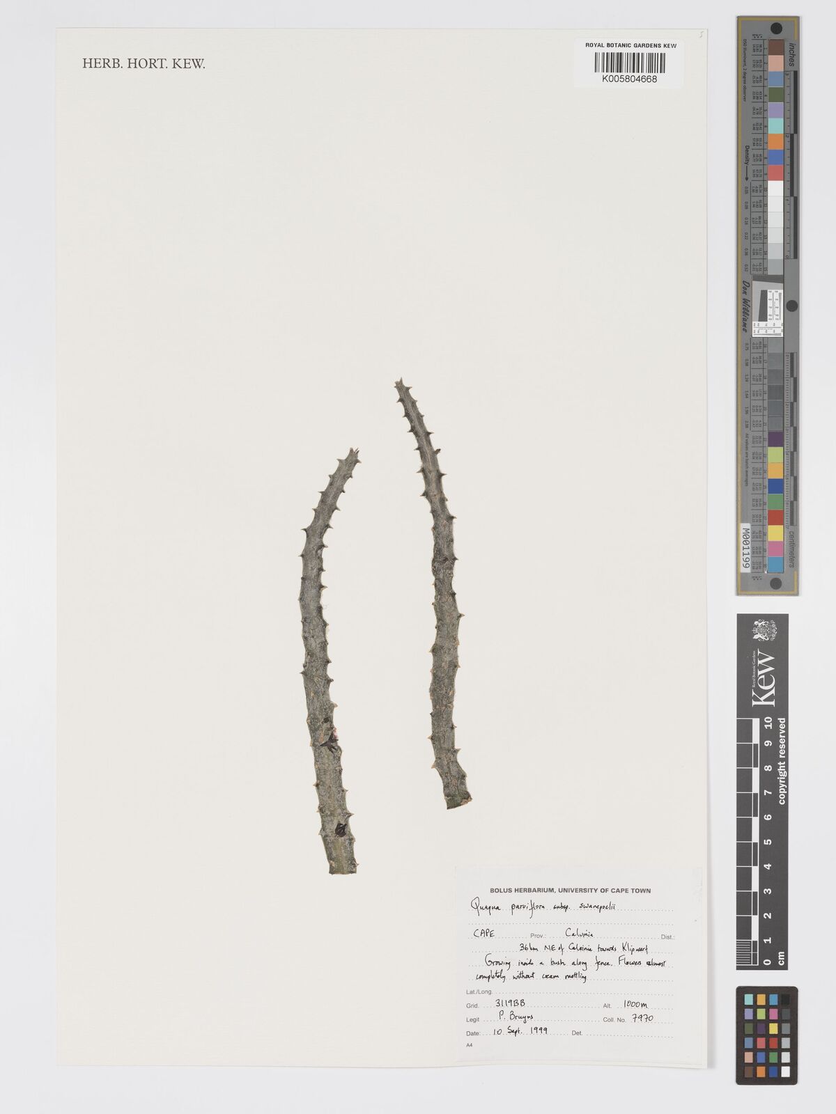 Quaqua parviflora subsp. swanepoelii (Lavranos) Bruyns | Plants of the ...