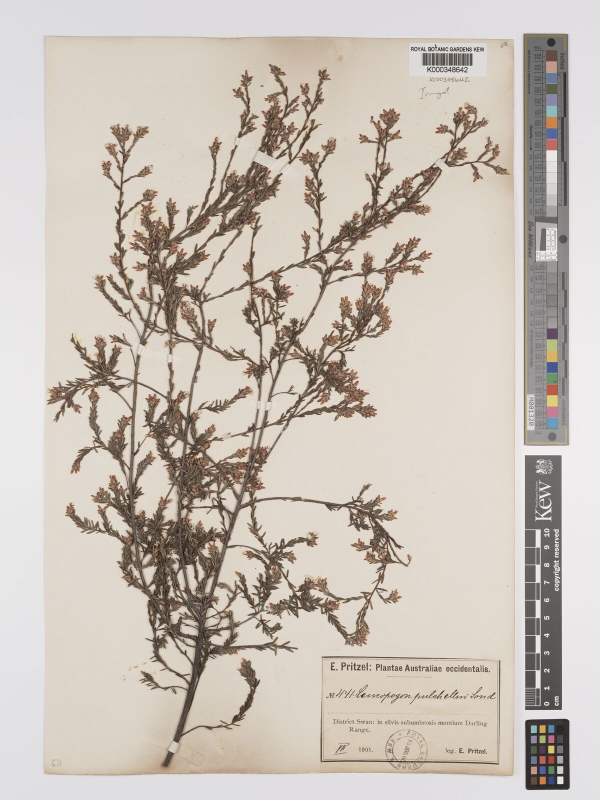 Leucopogon pulchellus Sond. | Plants of the World Online | Kew Science