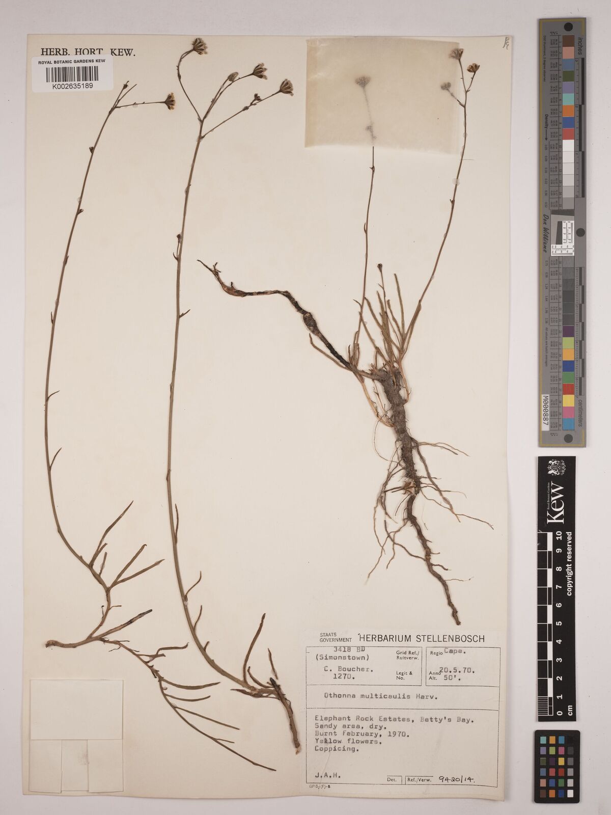 Othonna multicaulis Harv. | Plants of the World Online | Kew Science