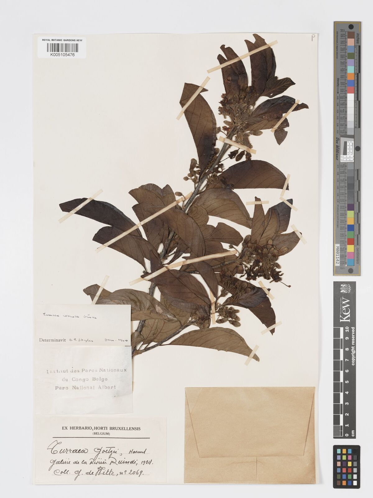 Turraea robusta Gürke | Plants of the World Online | Kew Science