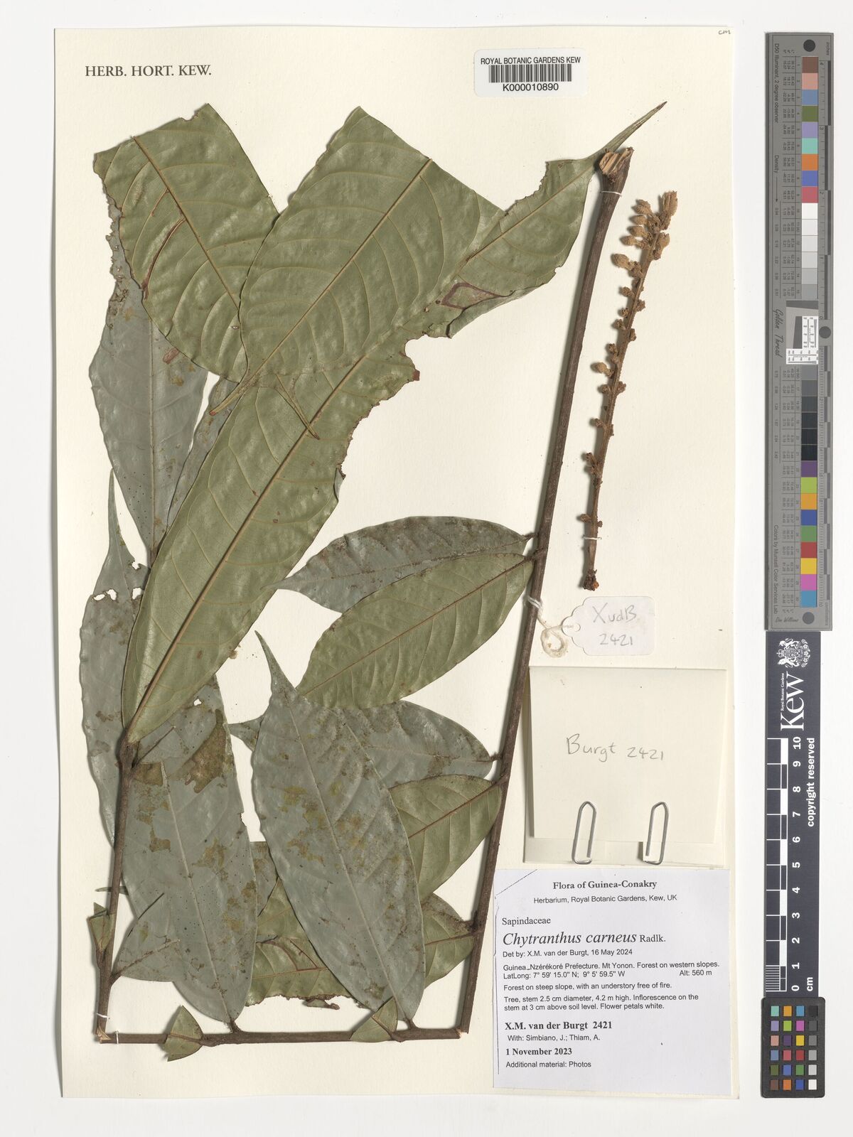 Chytranthus carneus Radlk. | Plants of the World Online | Kew Science