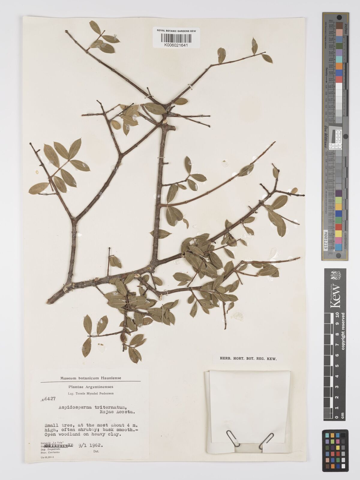 Aspidosperma triternatum Rojas Acosta | Plants of the World Online ...