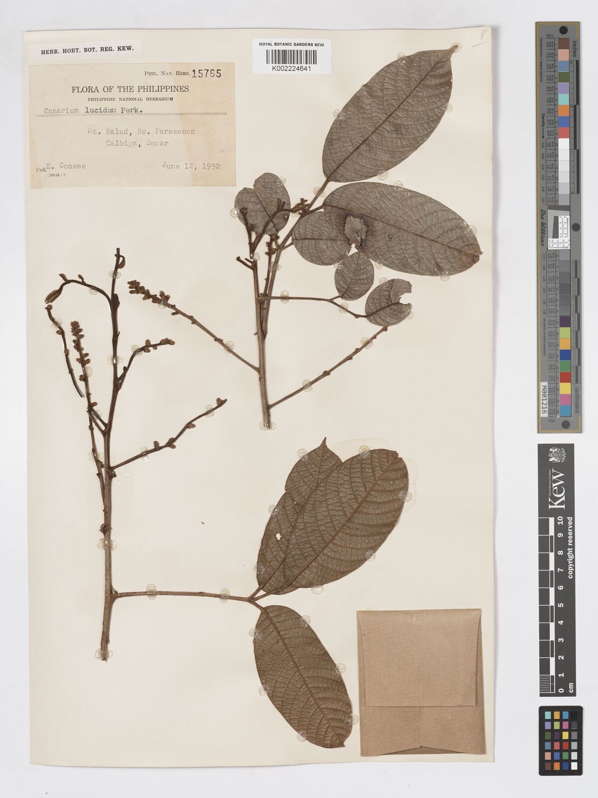 Canarium asperum subsp. asperum | Plants of the World Online | Kew Science