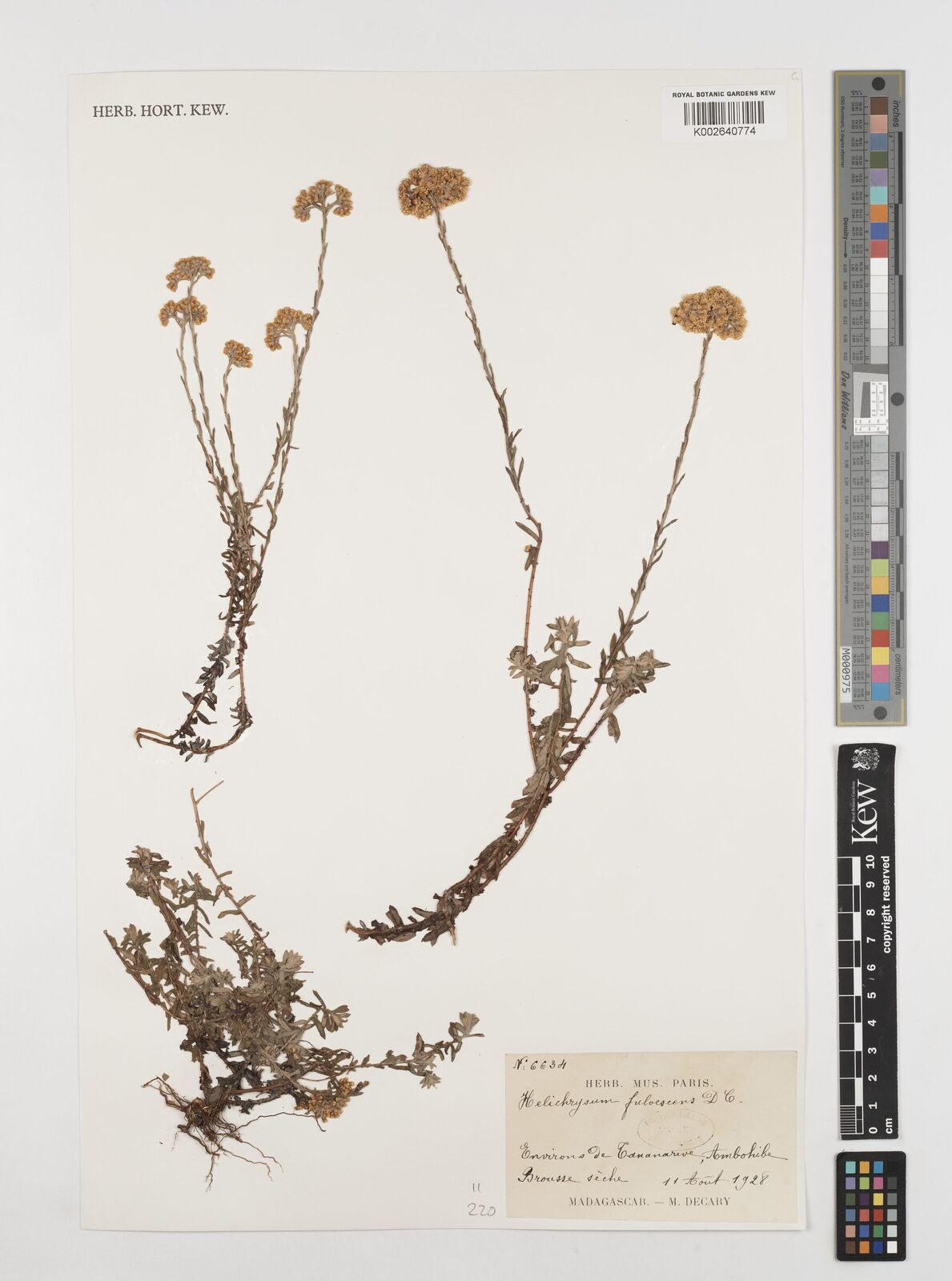 Helichrysum fulvescens var. patulum Humbert | Plants of the World ...