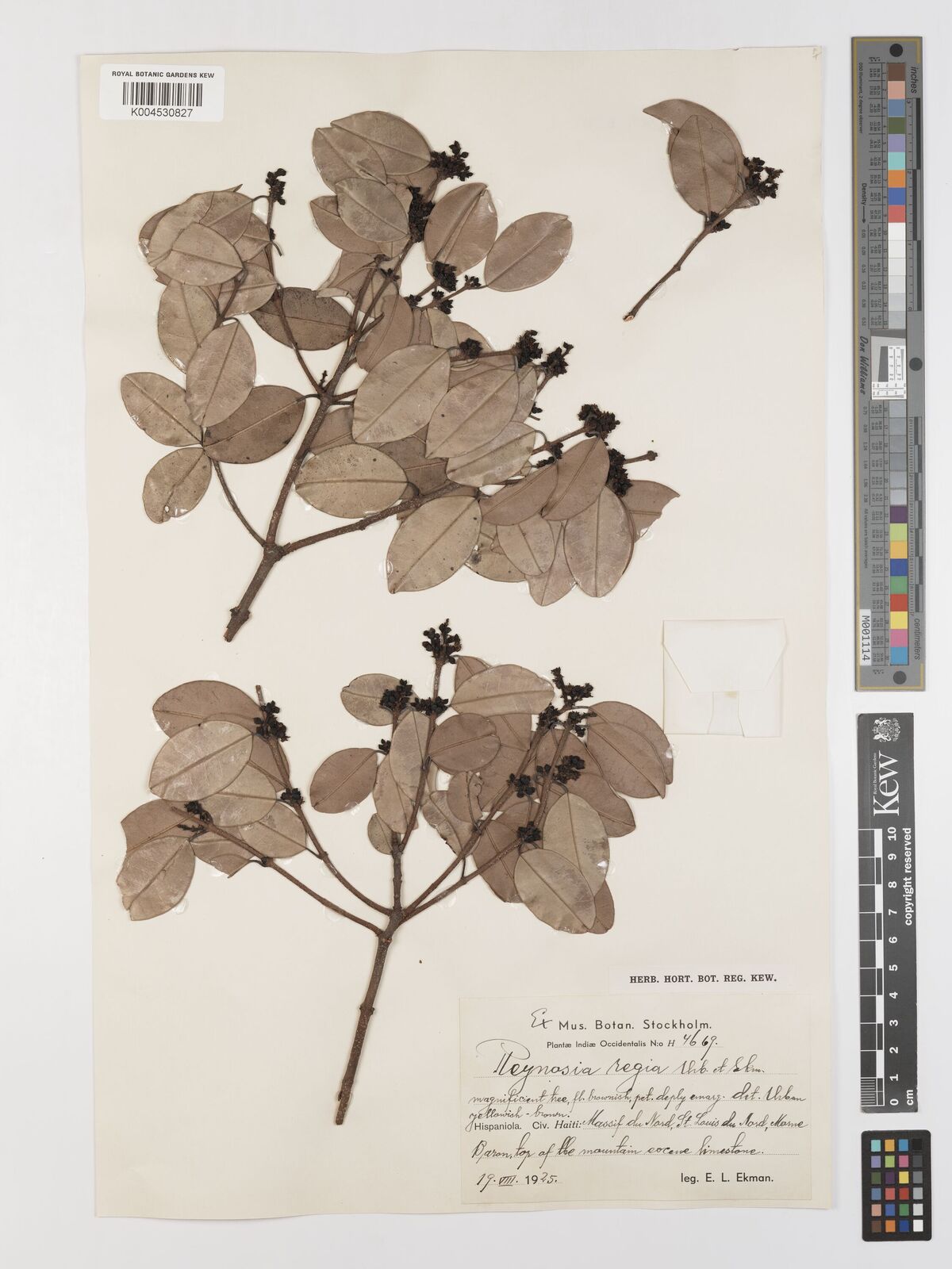 Reynosia regia Urb. & Ekman | Plants of the World Online | Kew Science