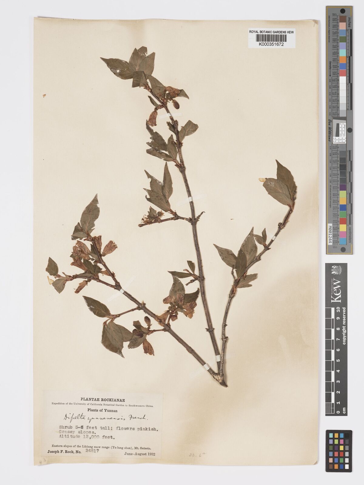 Dipelta yunnanensis Franch. | Plants of the World Online | Kew Science